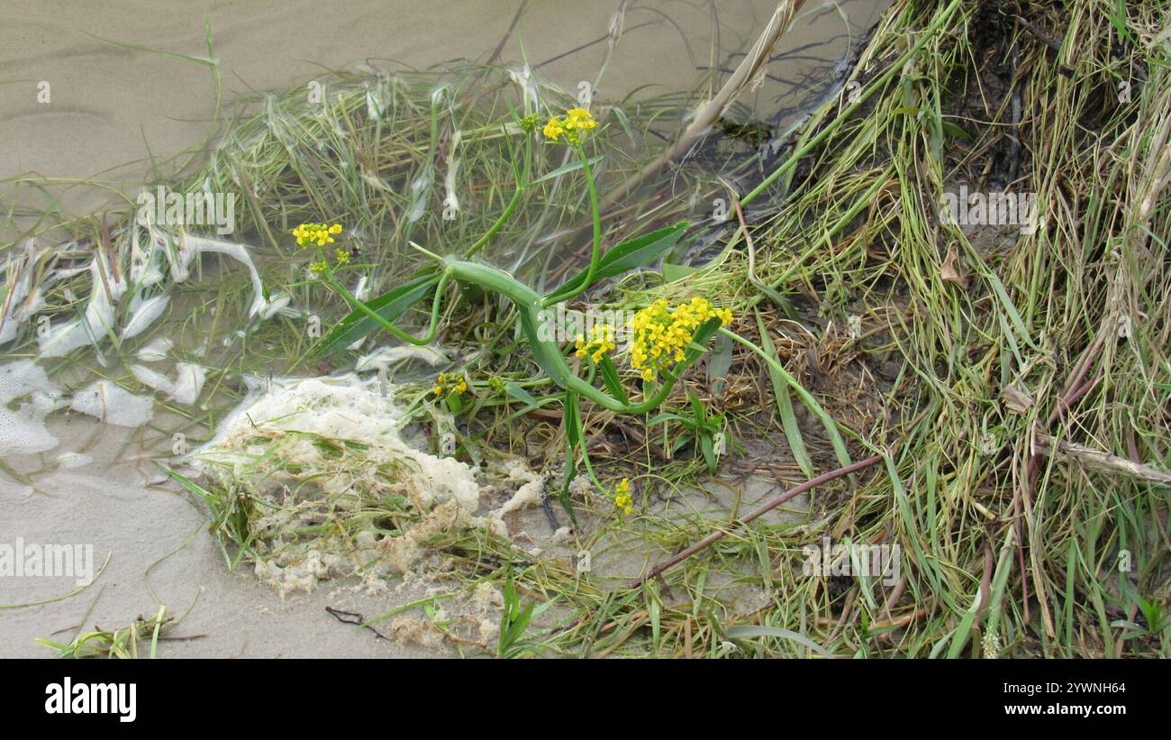 Amphibious Yellowcress (Rorippa amphibia Stock Photo - Alamy