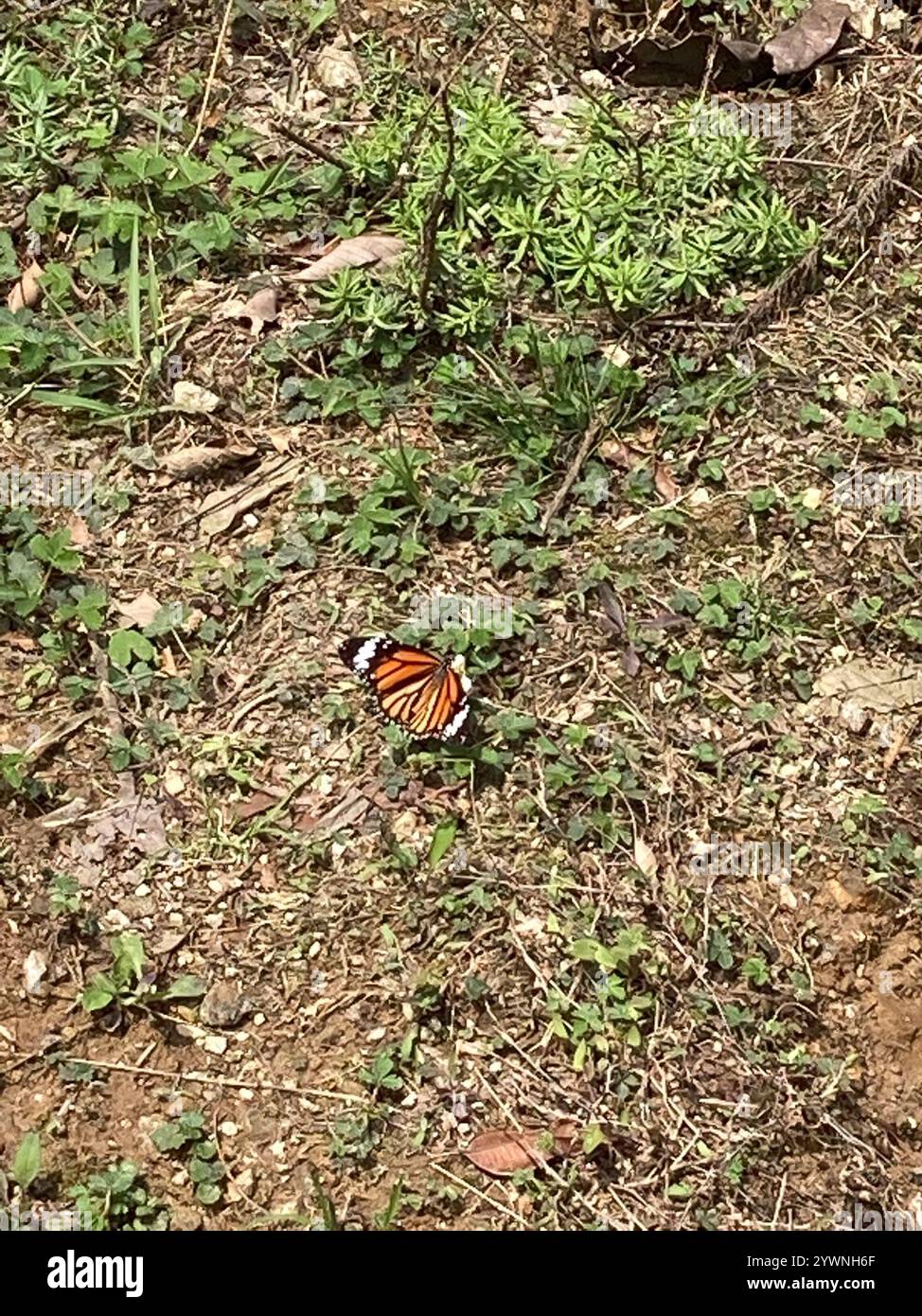 Common Tiger Butterfly (Danaus genutia Stock Photo - Alamy