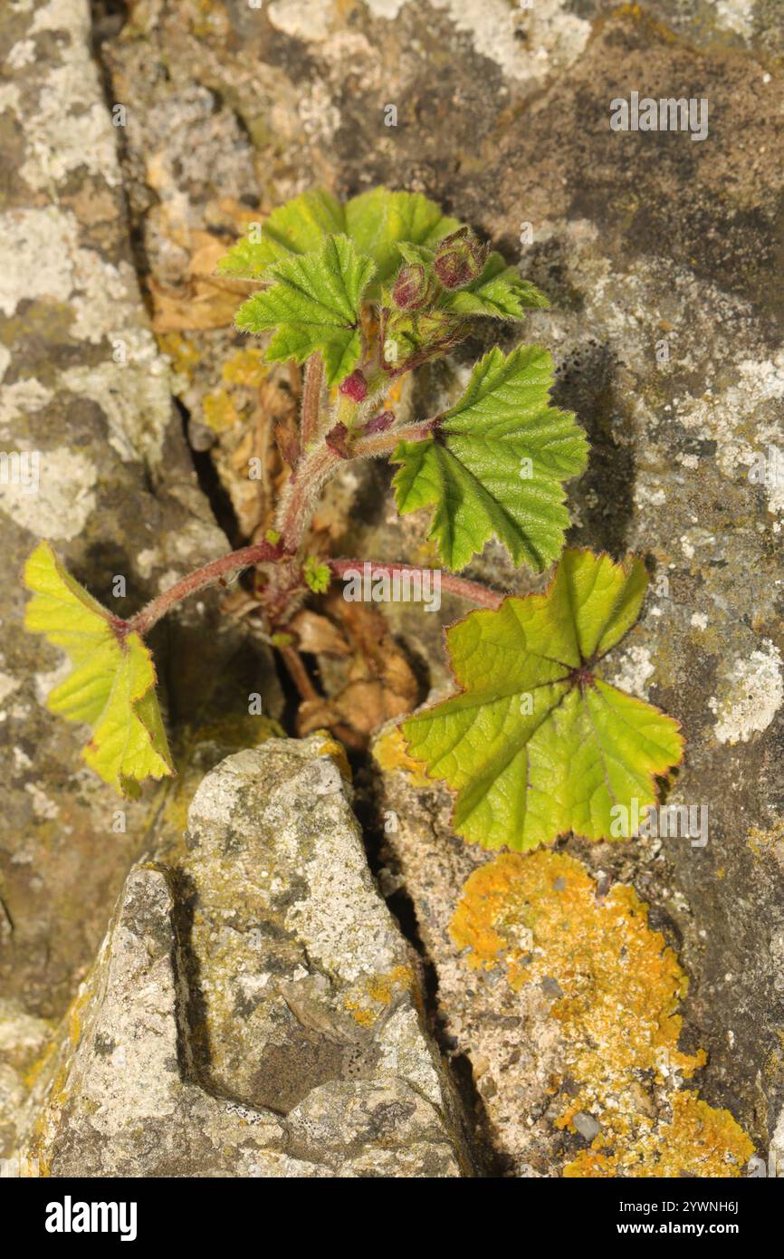 Common Mallow (Malva sylvestris Stock Photo - Alamy
