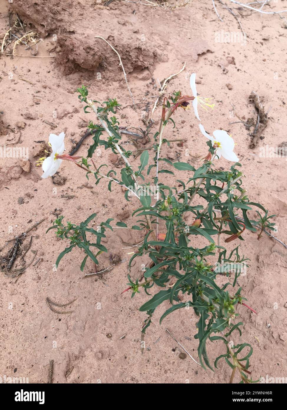 Pale Evening Primrose (Oenothera pallida Stock Photo - Alamy