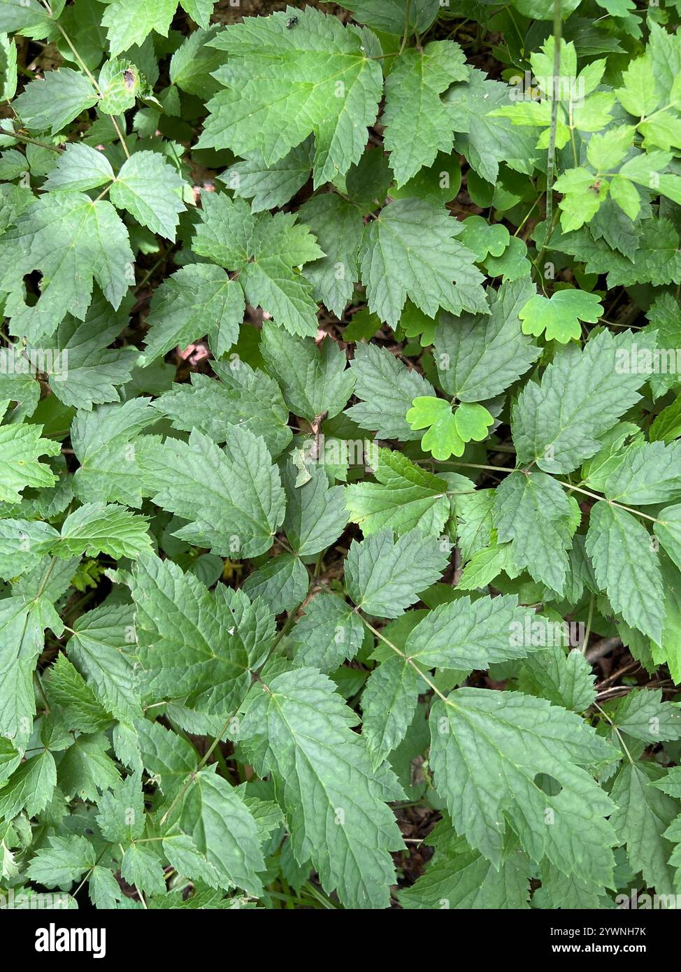 baneberries and cohoshes (Actaea Stock Photo - Alamy