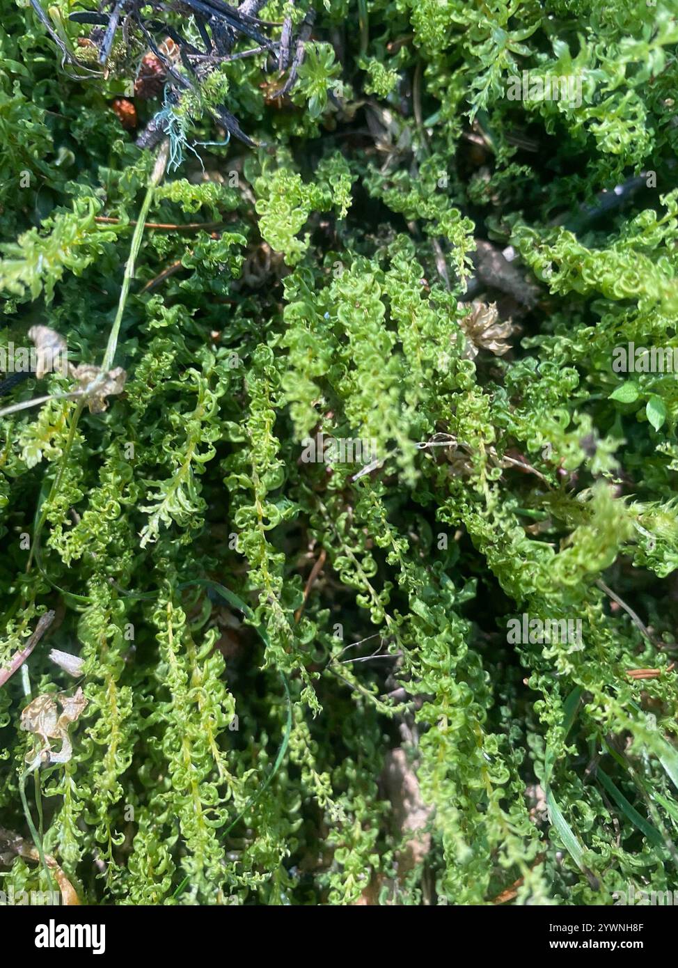Thyme and Allied Mosses (Plagiomnium Stock Photo - Alamy