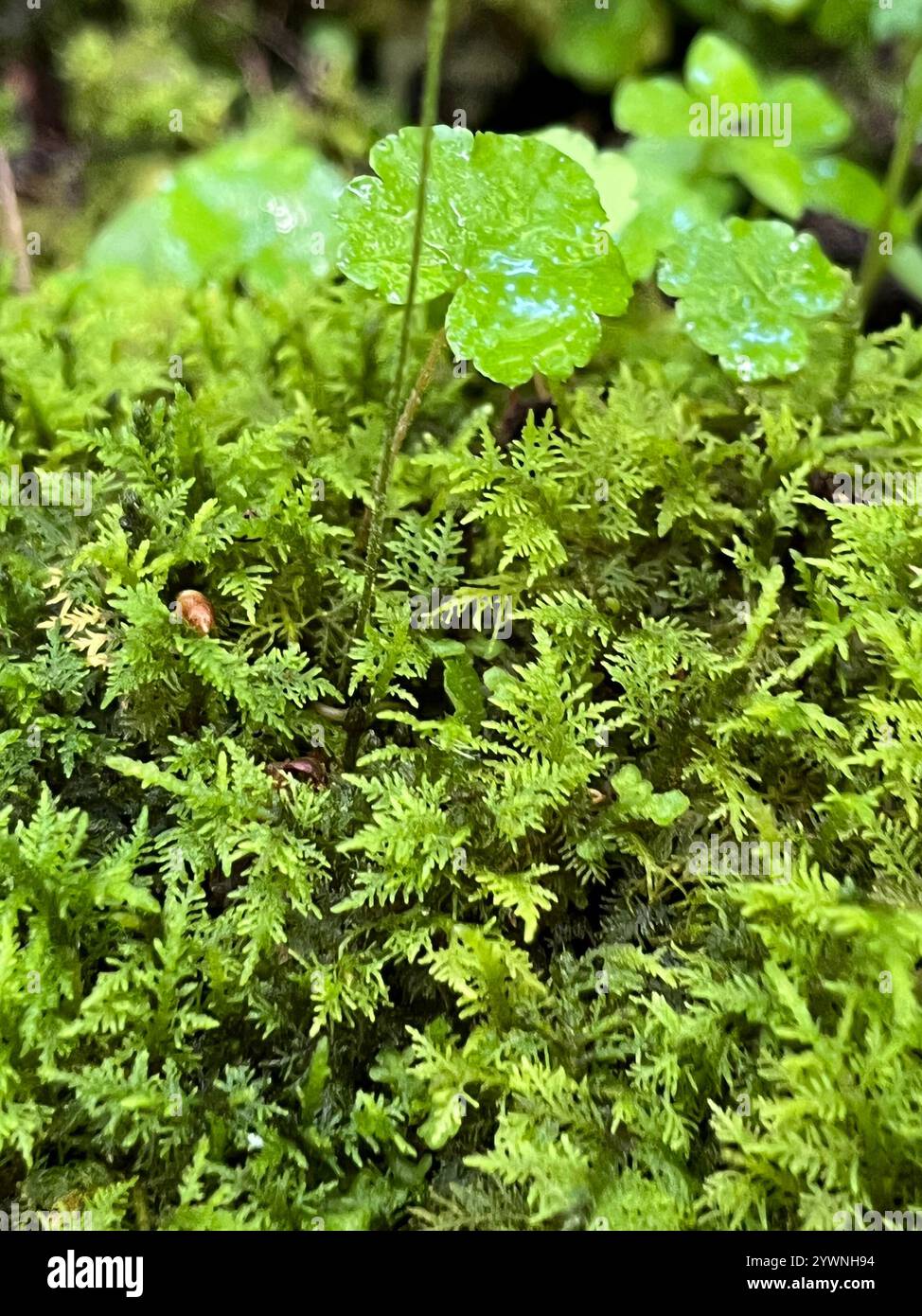 delicate fern moss (Thuidium delicatulum Stock Photo - Alamy