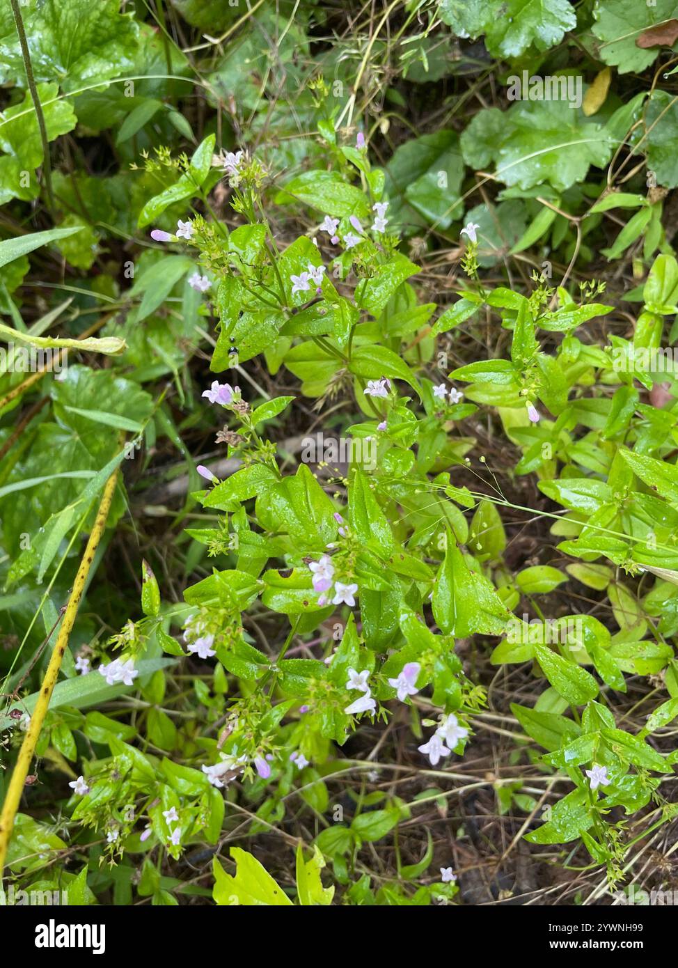summer bluet (Houstonia purpurea Stock Photo - Alamy