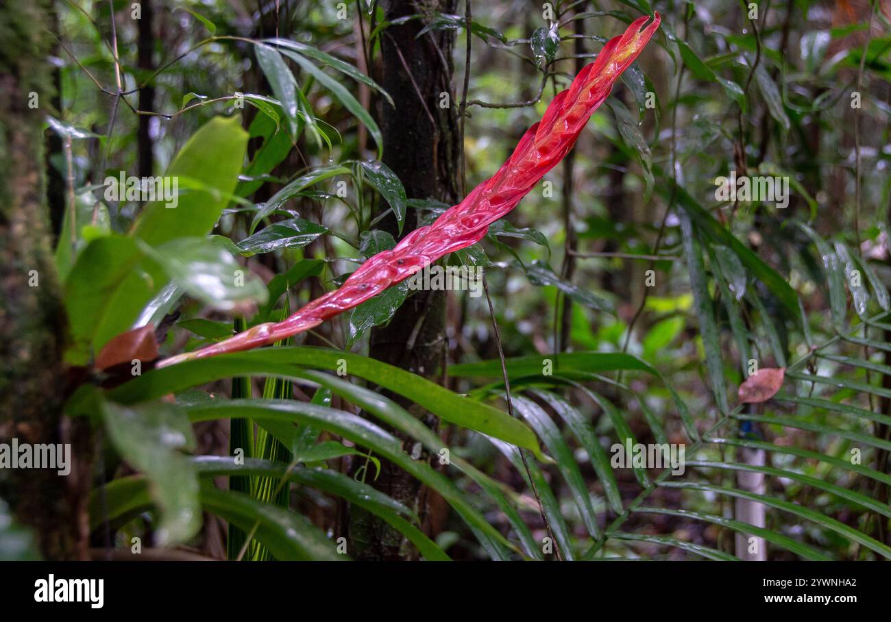 Vriesea incurvata hi-res stock photography and images - Alamy