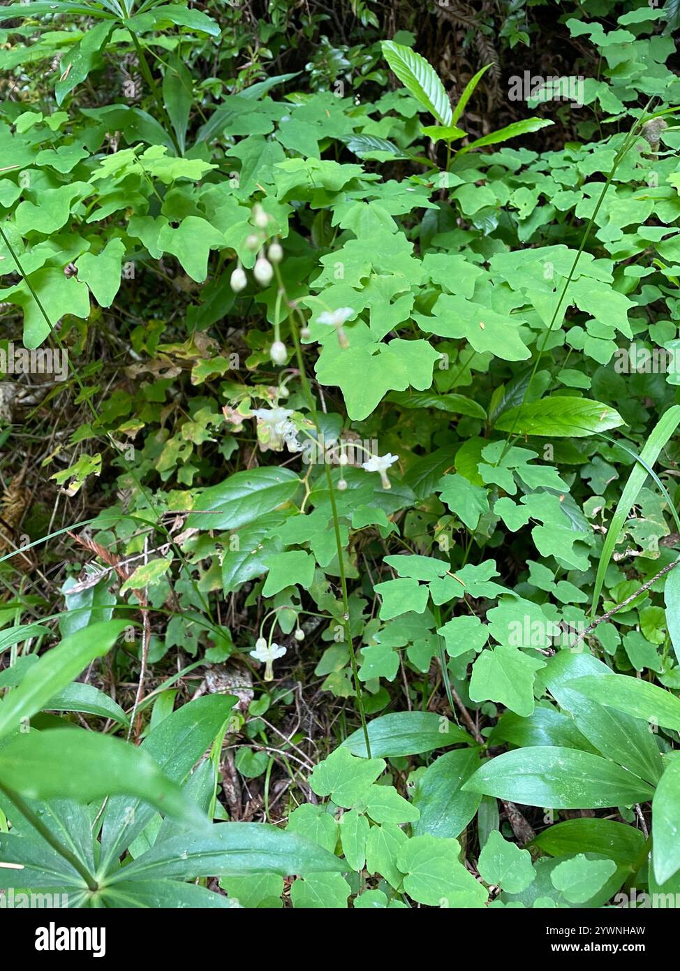 White Inside-out Flower (Vancouveria hexandra Stock Photo - Alamy