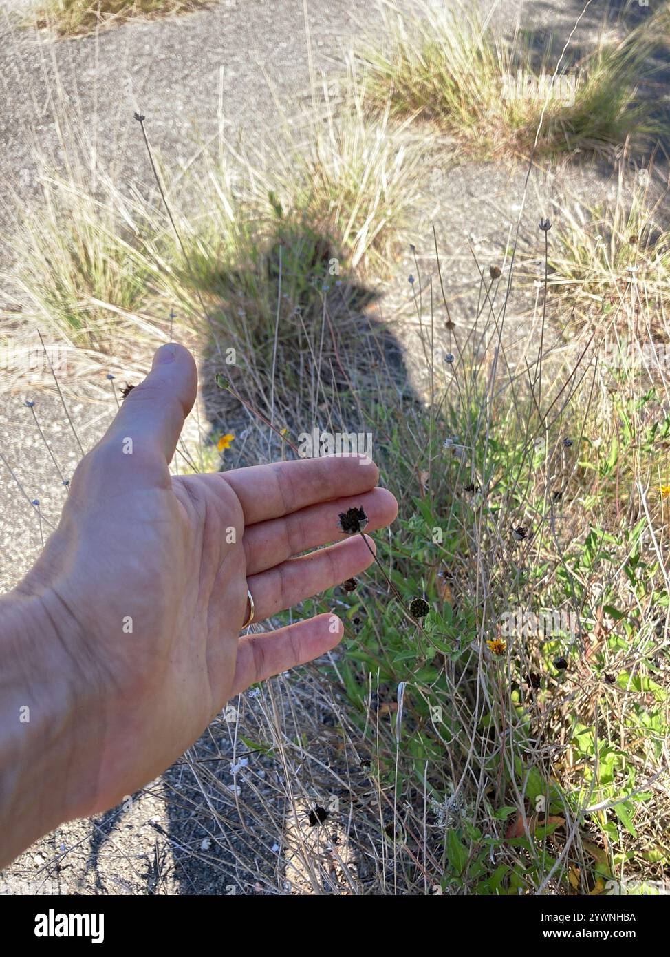 Texas creeping-oxeye (Wedelia hispida Stock Photo - Alamy