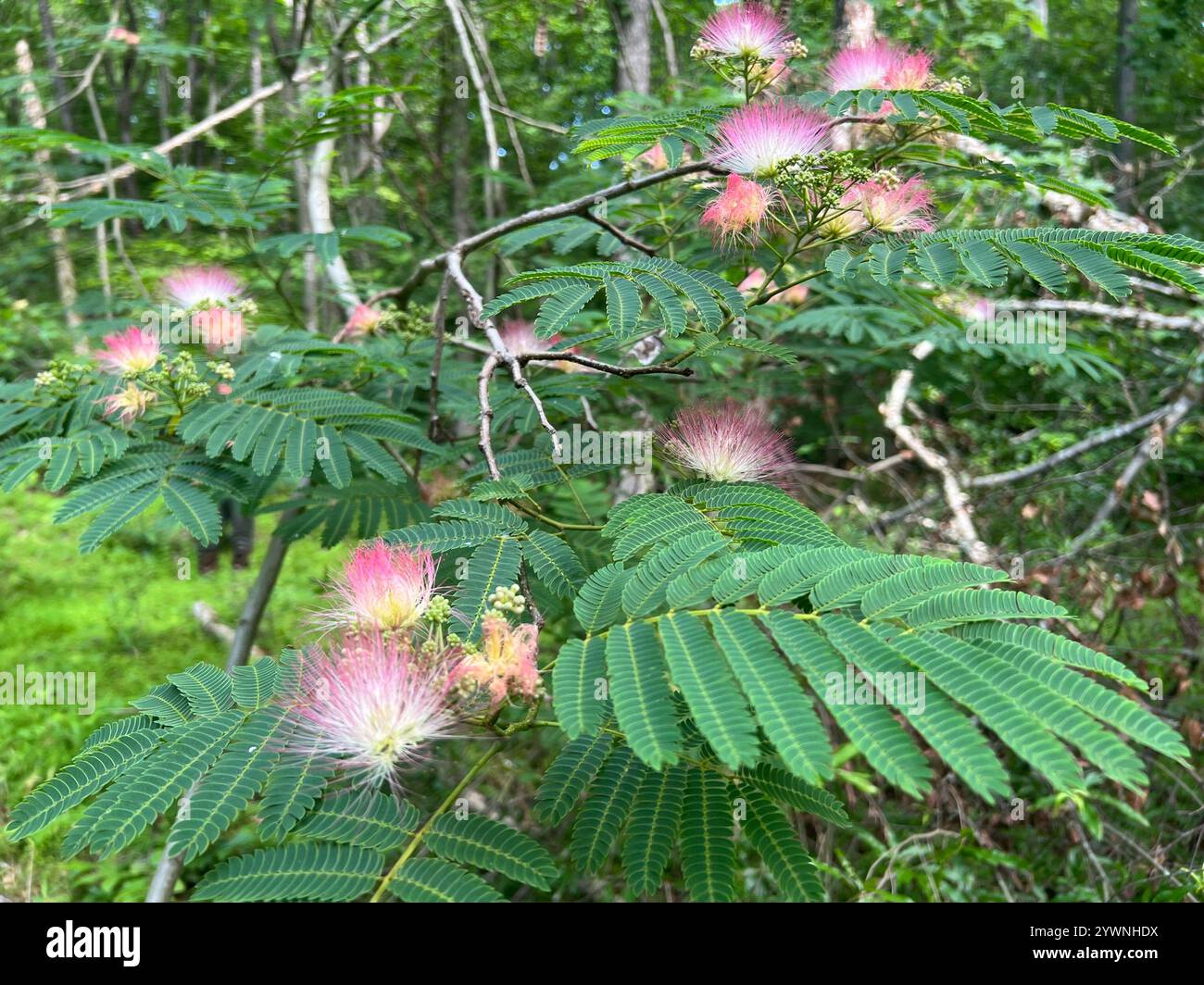 Persian silk tree (Albizia julibrissin Stock Photo - Alamy