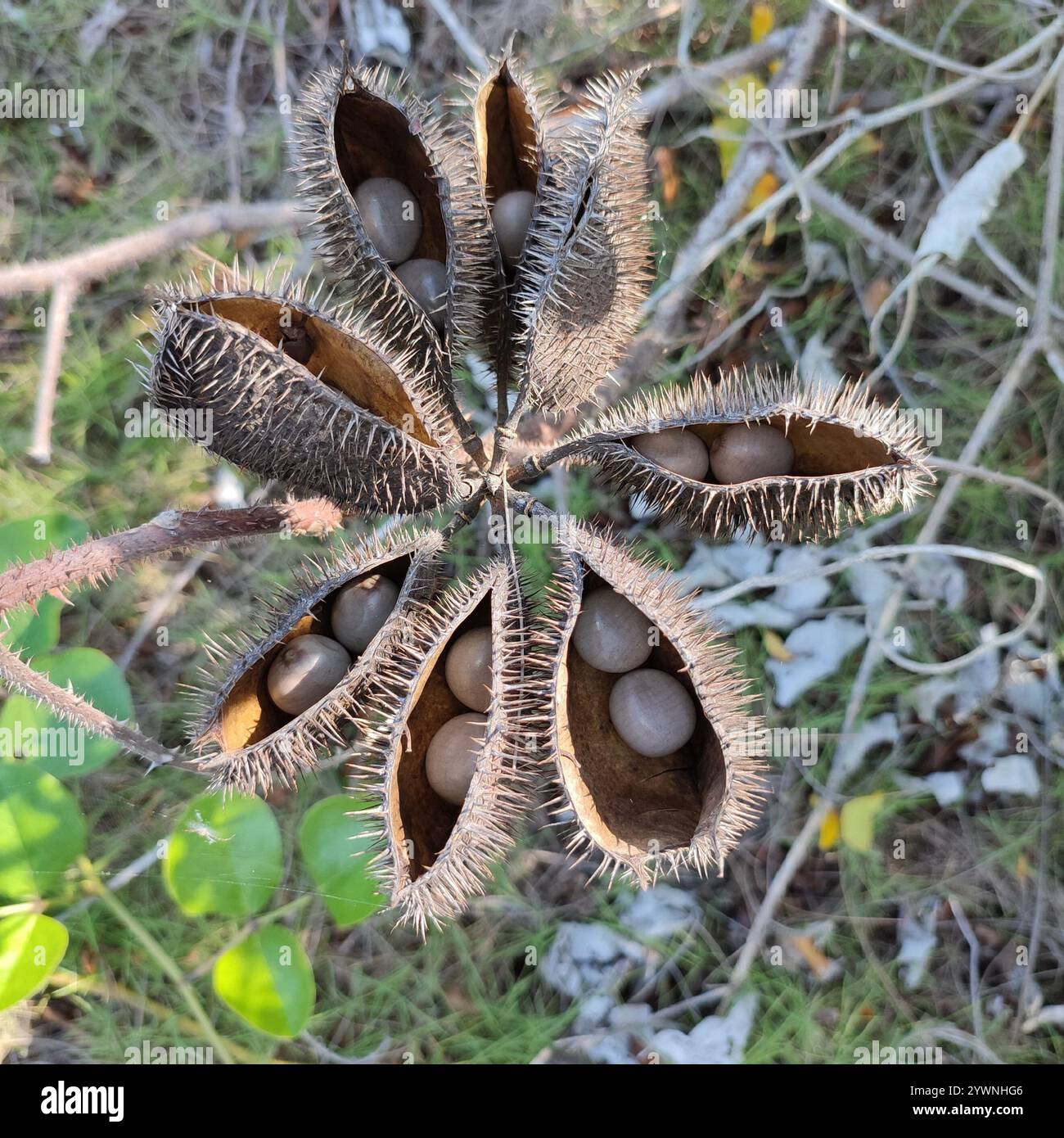 Bonduc hi-res stock photography and images - Alamy