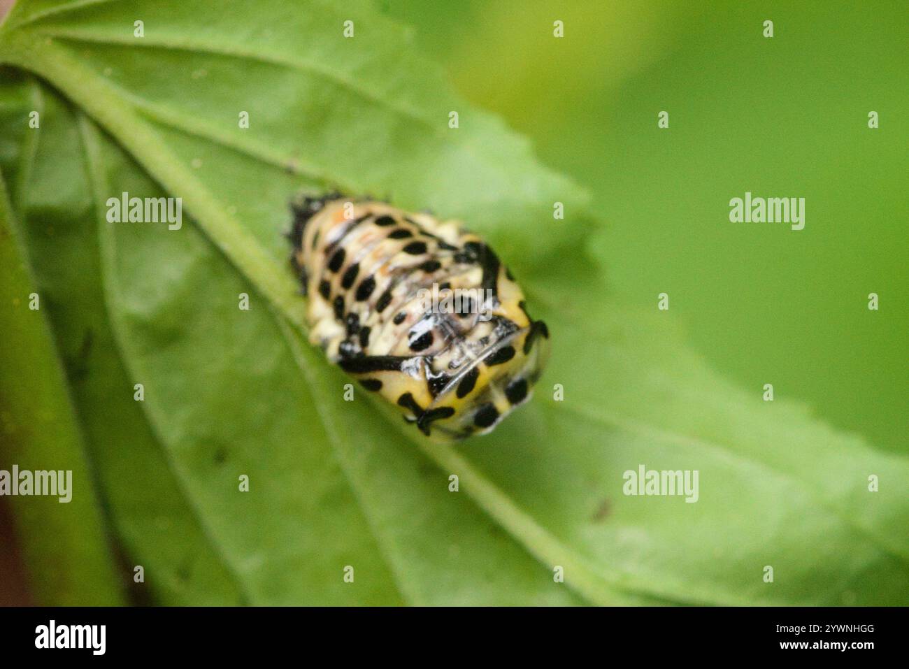 Cucujiform Beetles (Cucujiformia Stock Photo - Alamy