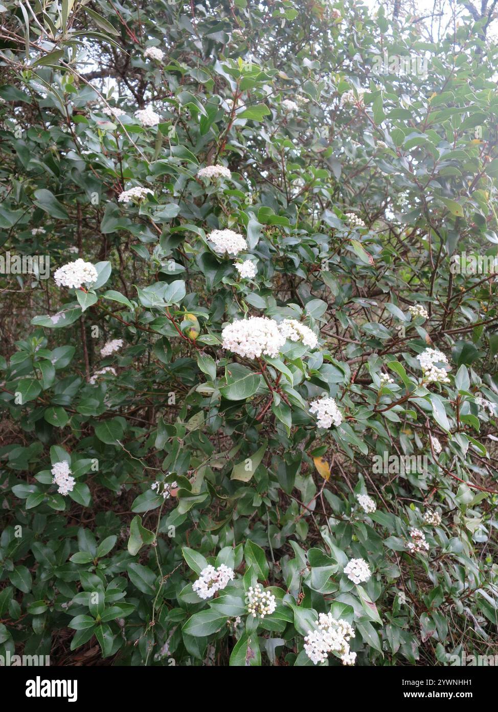 Laurustinus viburnum (Viburnum tinus Stock Photo - Alamy