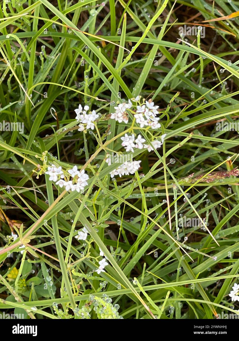 Common Marsh-bedstraw (Galium palustre Stock Photo - Alamy