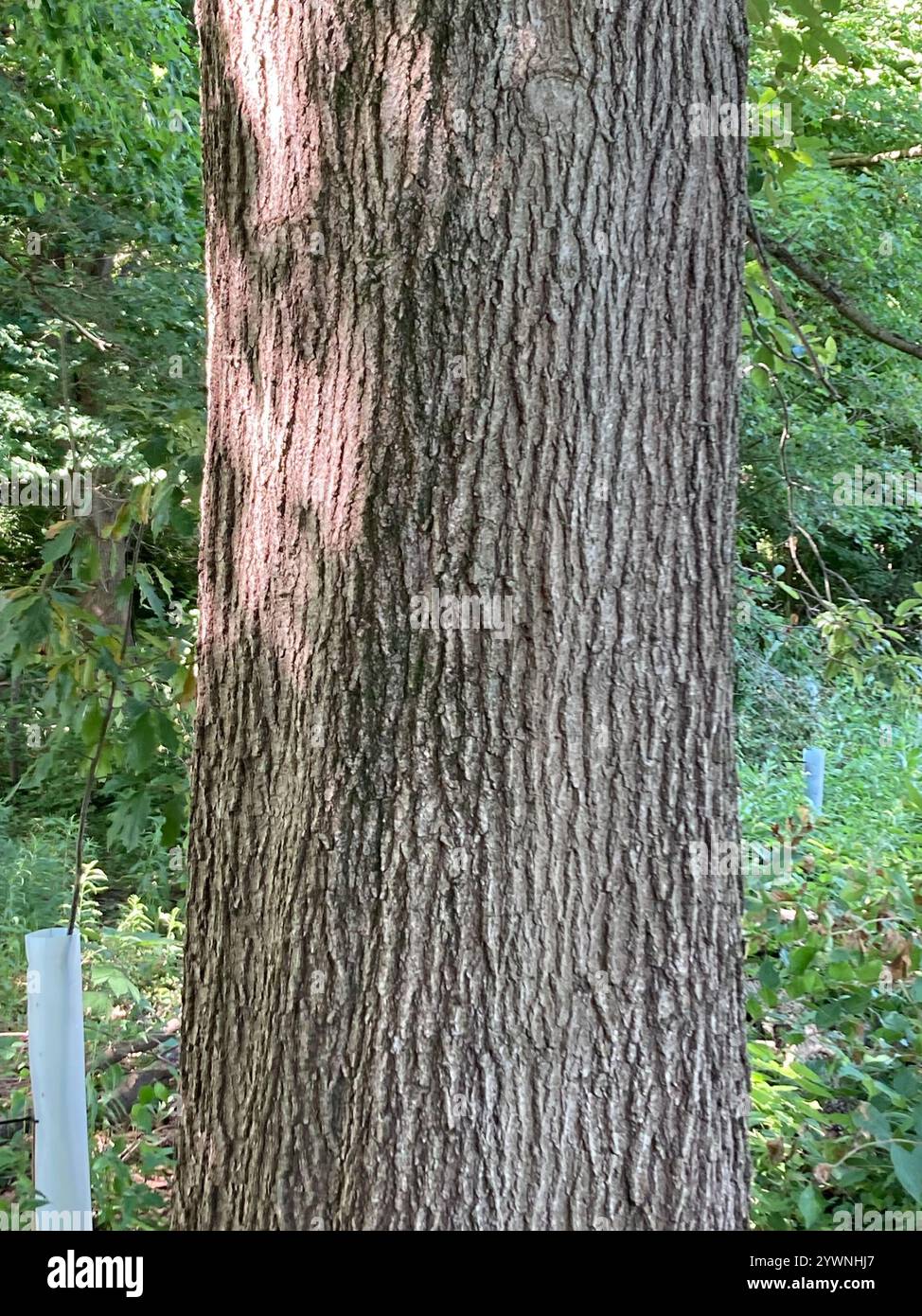 shingle oak (Quercus imbricaria Stock Photo - Alamy