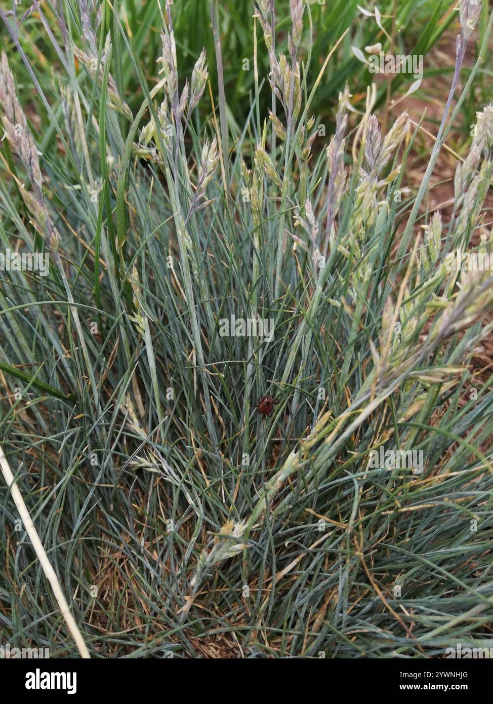 grasses, sedges, cattails, and allies (Poales Stock Photo - Alamy
