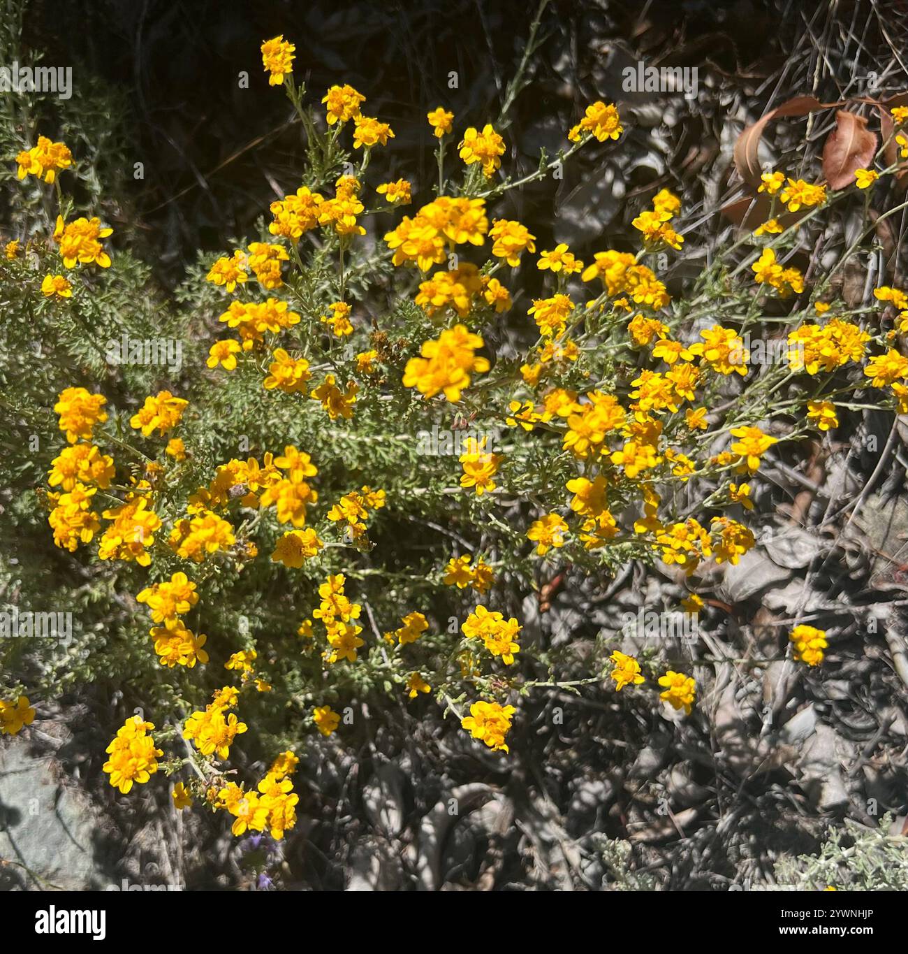 Golden Yarrow (Eriophyllum confertiflorum Stock Photo - Alamy