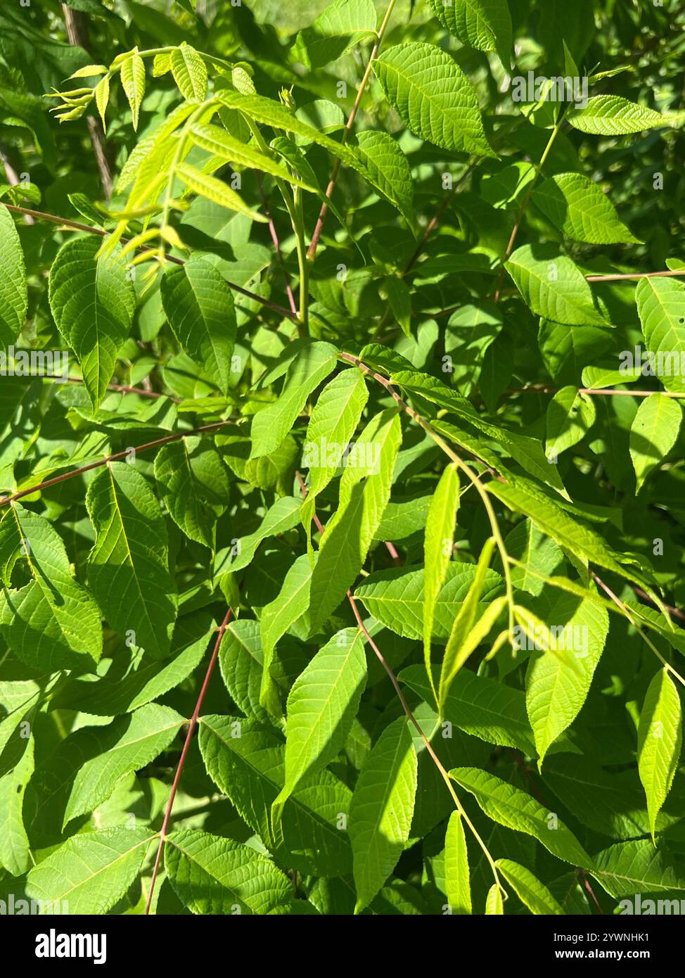 eastern black walnut (Juglans nigra Stock Photo - Alamy