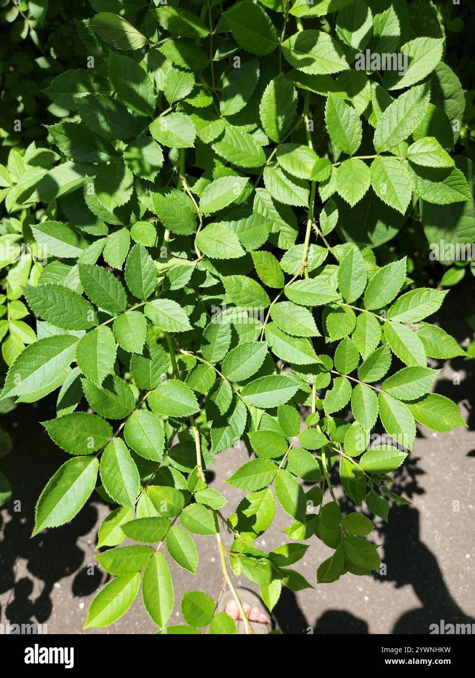 multiflora rose (Rosa multiflora Stock Photo - Alamy