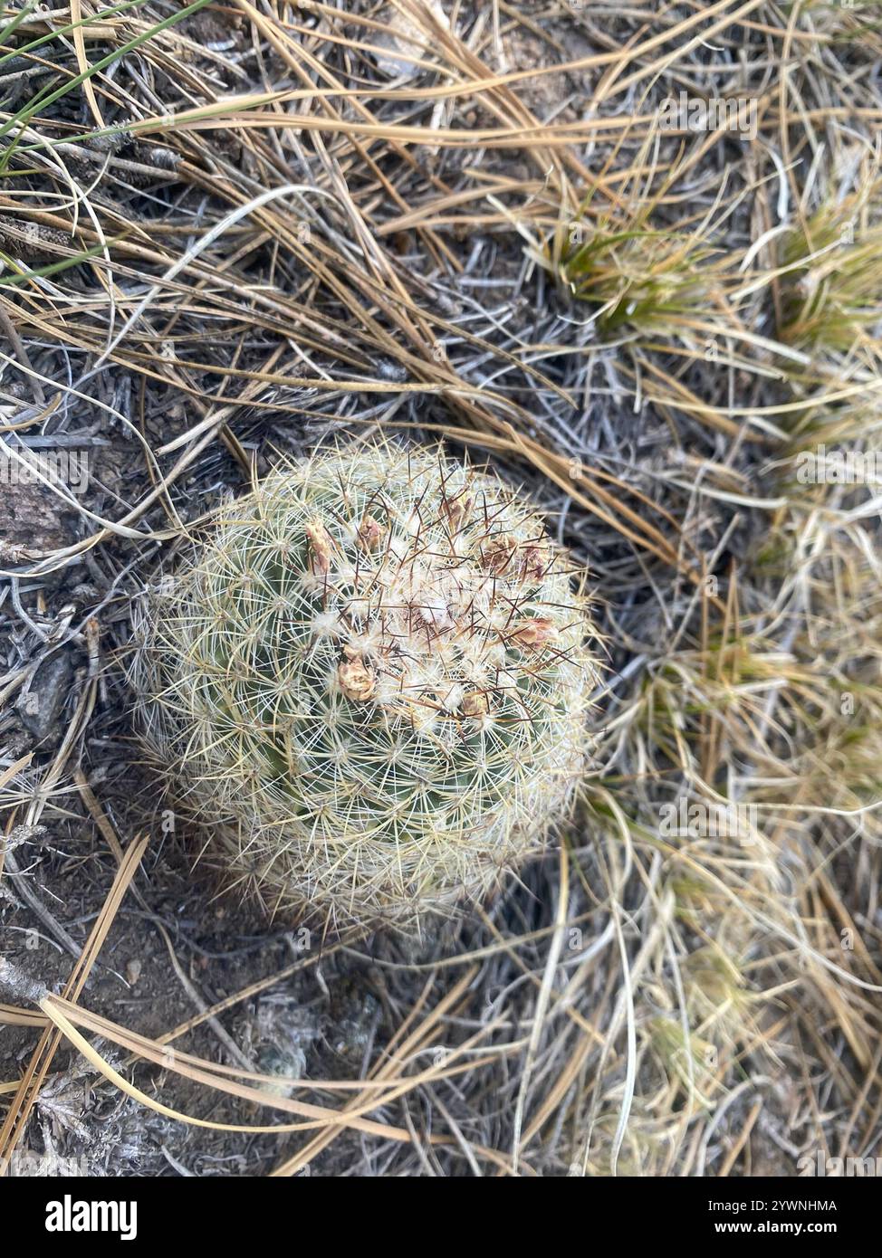 Mountain Ball Cactus (Pediocactus simpsonii Stock Photo - Alamy