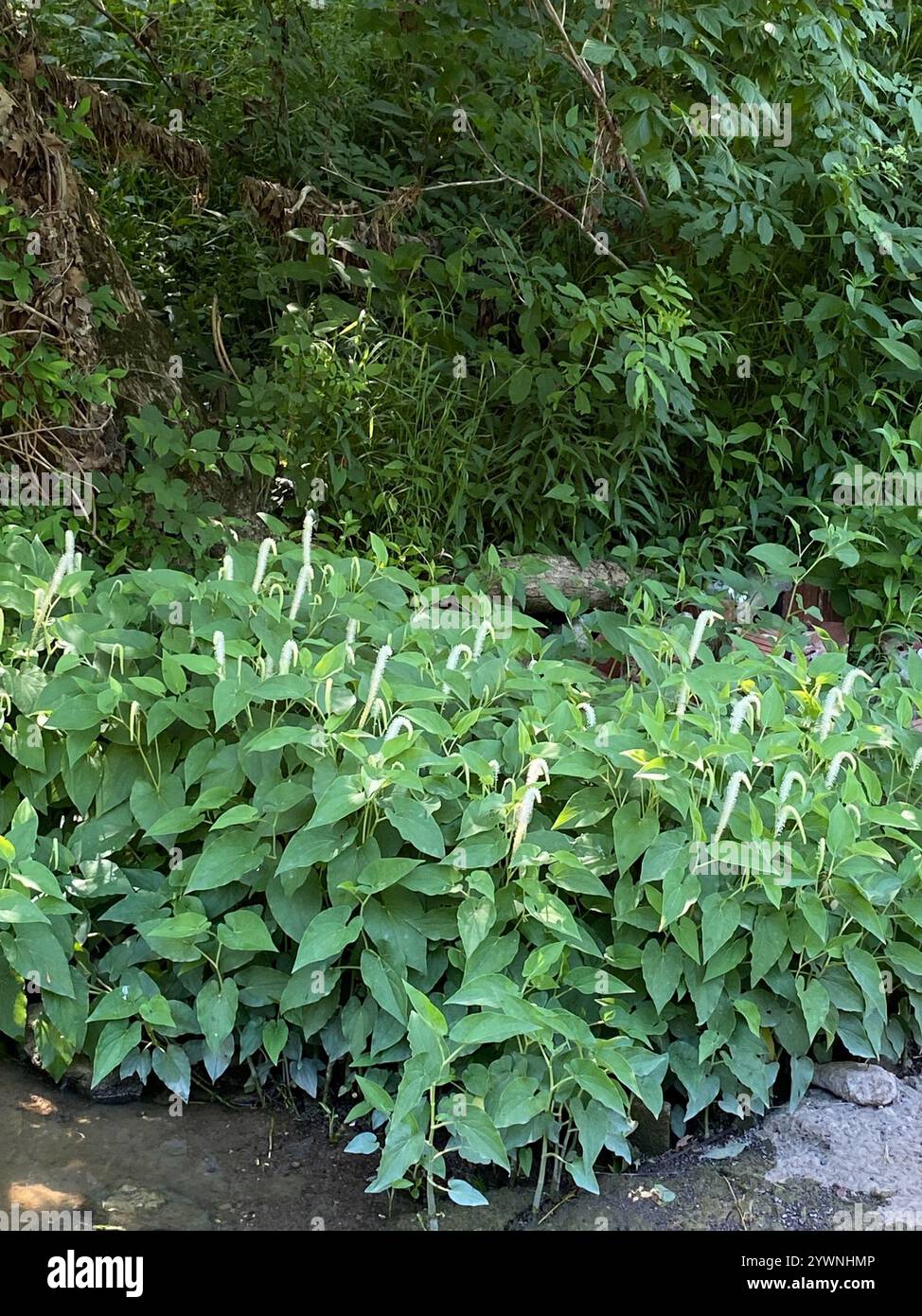 lizard's tail (Saururus cernuus Stock Photo - Alamy