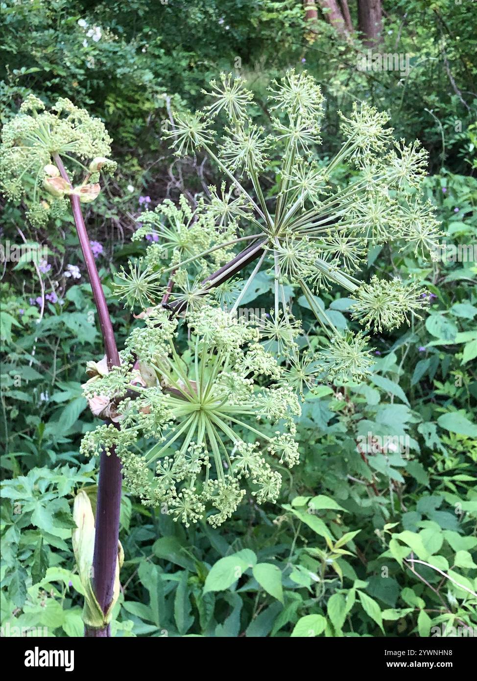 purple-stemmed angelica (Angelica atropurpurea Stock Photo - Alamy