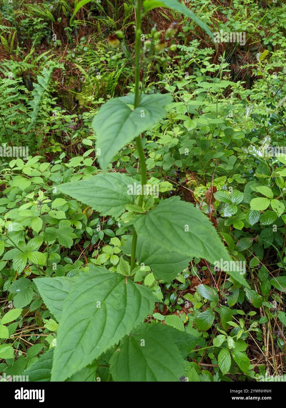 Common Figwort (Scrophularia nodosa Stock Photo - Alamy