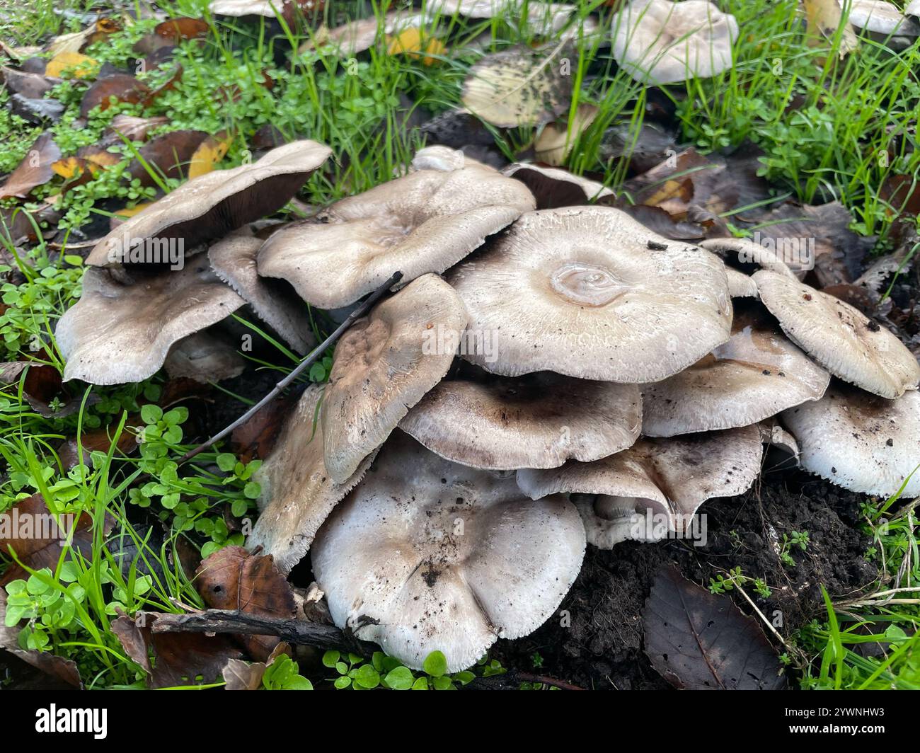 Yellow Stainer (Agaricus xanthodermus Stock Photo - Alamy