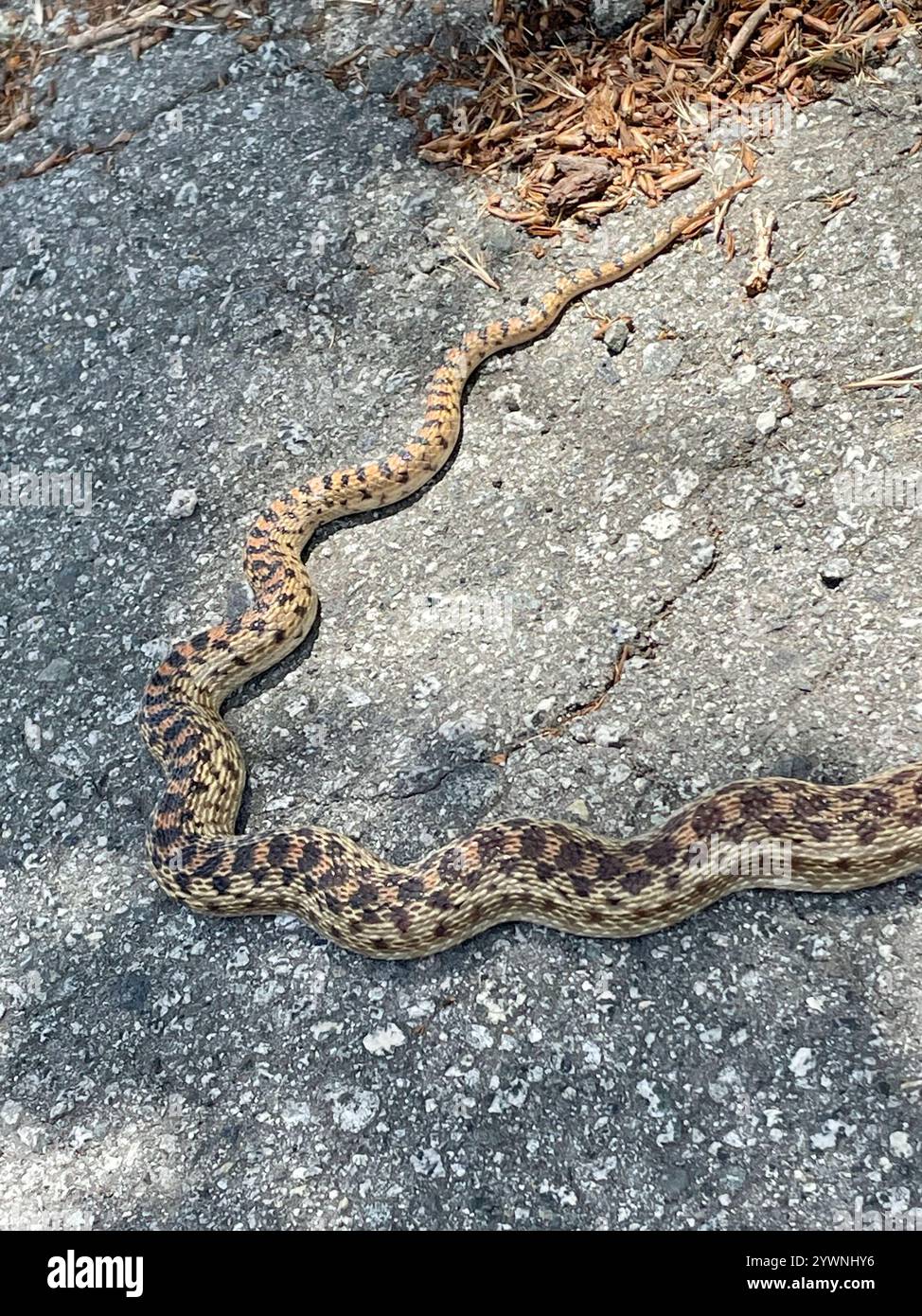 Pacific Gopher Snake (Pituophis catenifer catenifer Stock Photo - Alamy