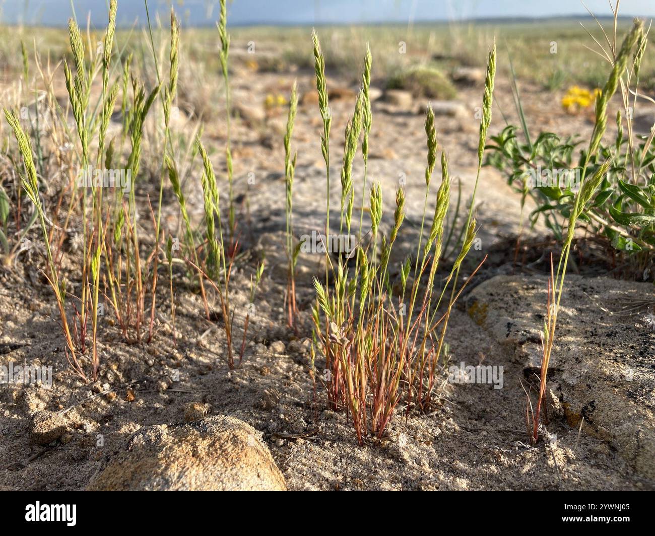 sixweeks grass (Festuca octoflora Stock Photo - Alamy