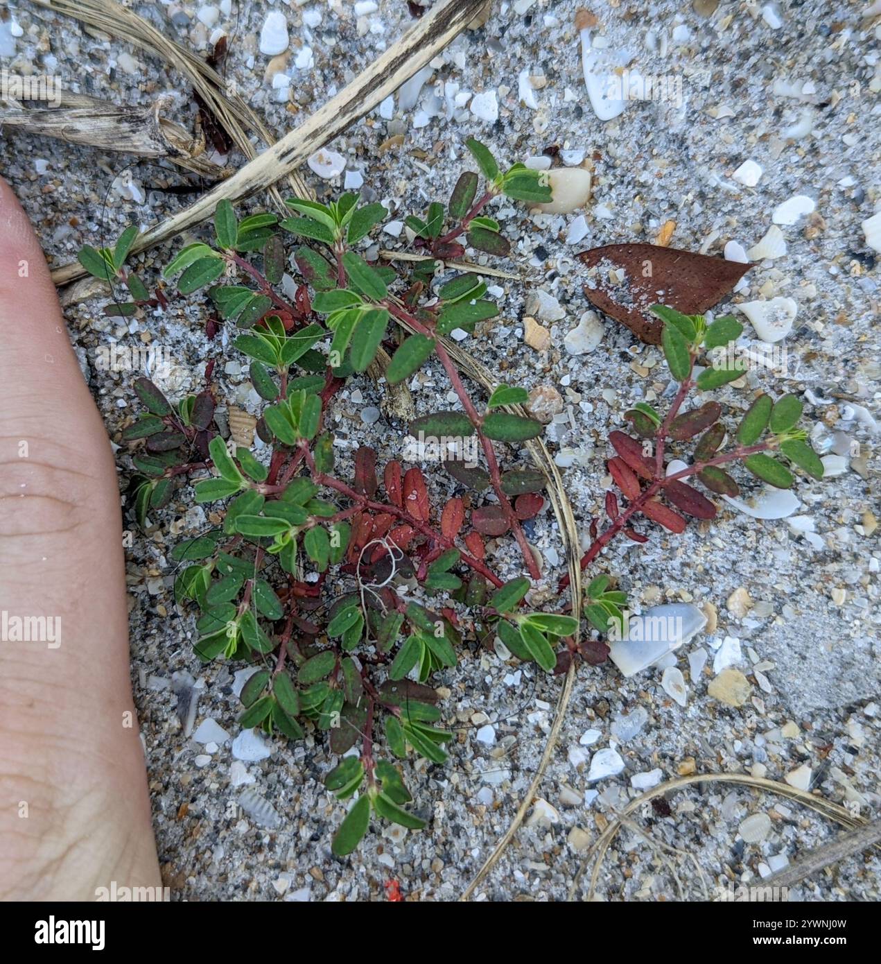 Southern Seaside Spurge (Euphorbia bombensis Stock Photo - Alamy