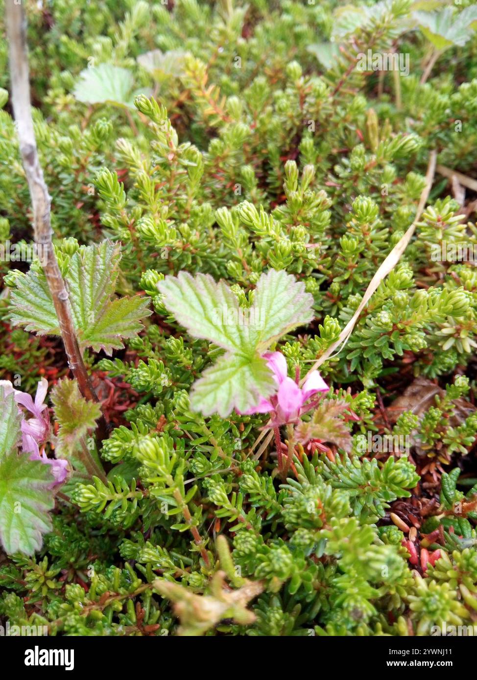 Arctic raspberry (Rubus arcticus Stock Photo - Alamy