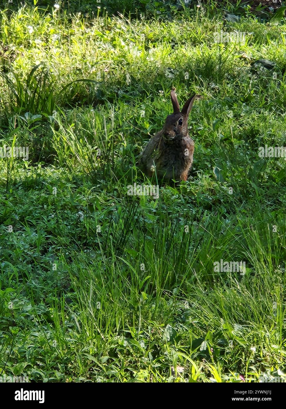 Eastern Cottontail (Sylvilagus floridanus Stock Photo - Alamy