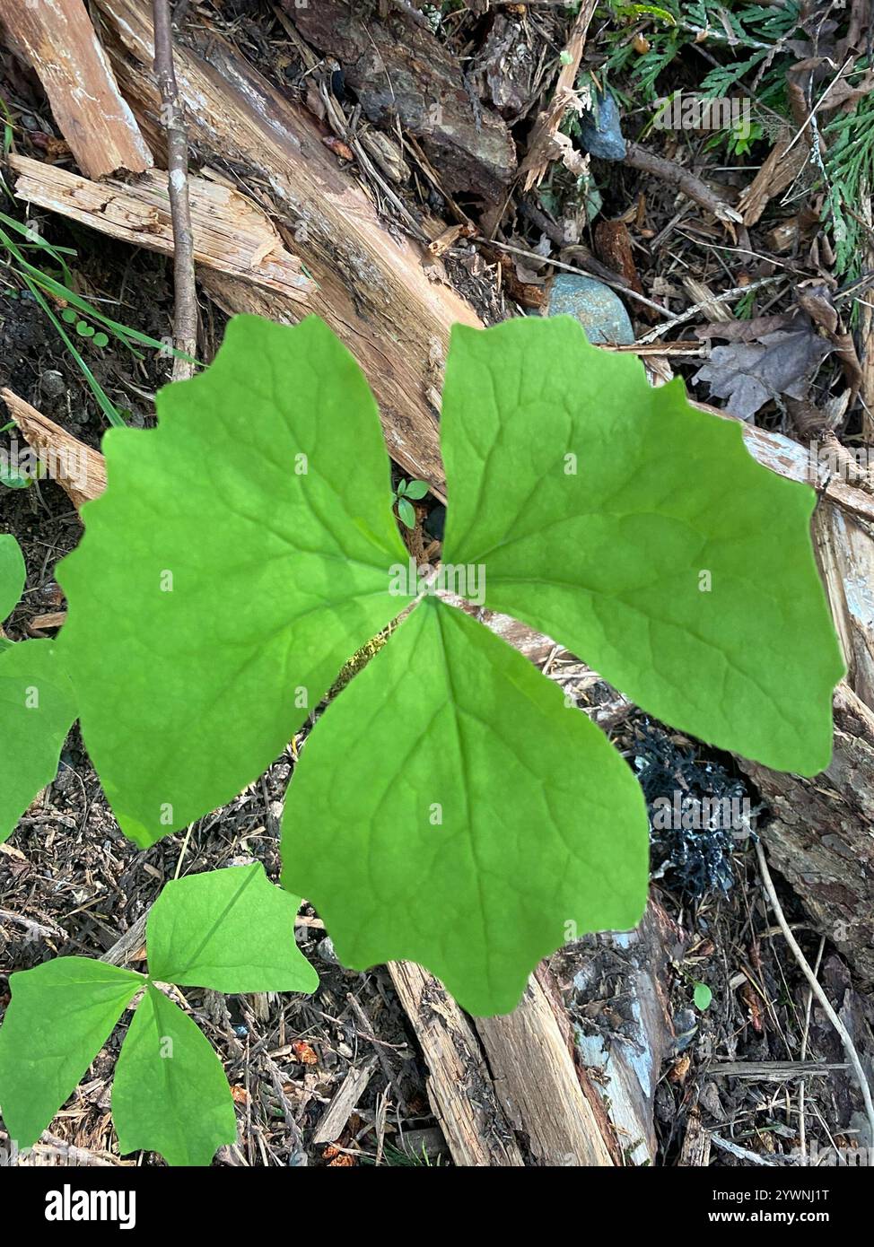 vanilla leaf (Achlys triphylla Stock Photo - Alamy