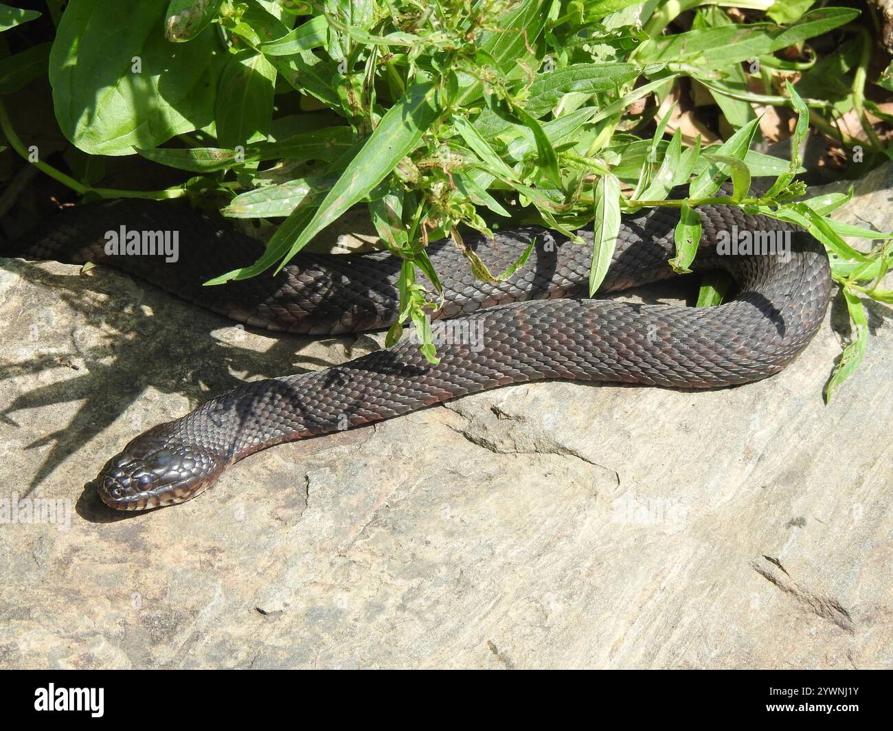 Common Watersnake (Nerodia sipedon Stock Photo - Alamy