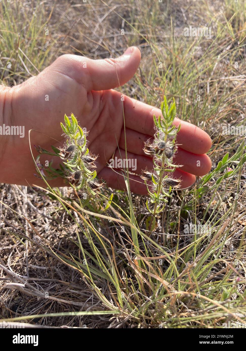 Texas Sage (Salvia texana Stock Photo - Alamy