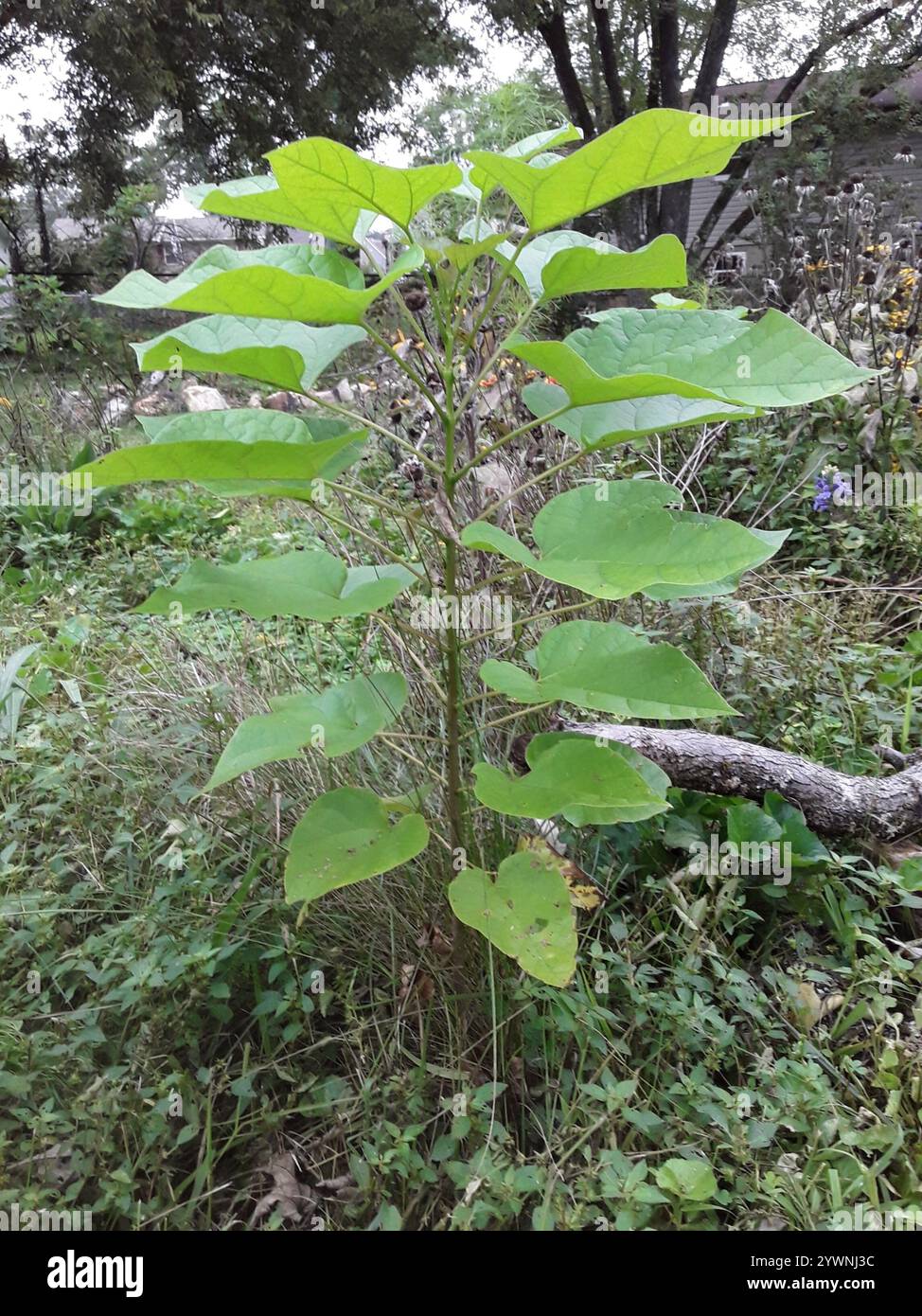 southern catalpa (Catalpa bignonioides Stock Photo - Alamy
