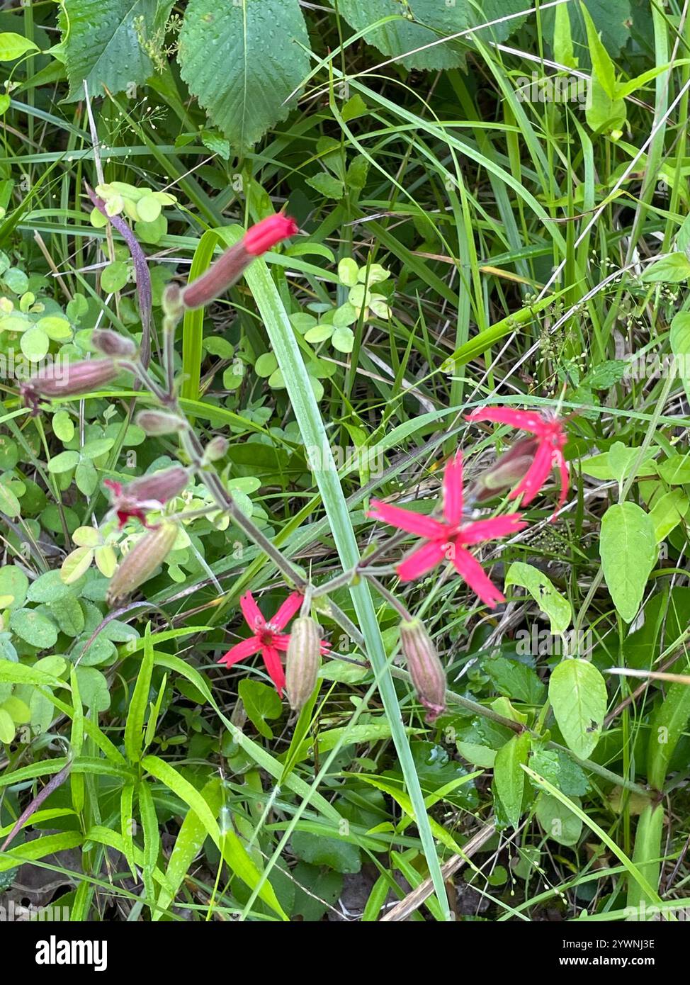 fire pink (Silene virginica Stock Photo - Alamy