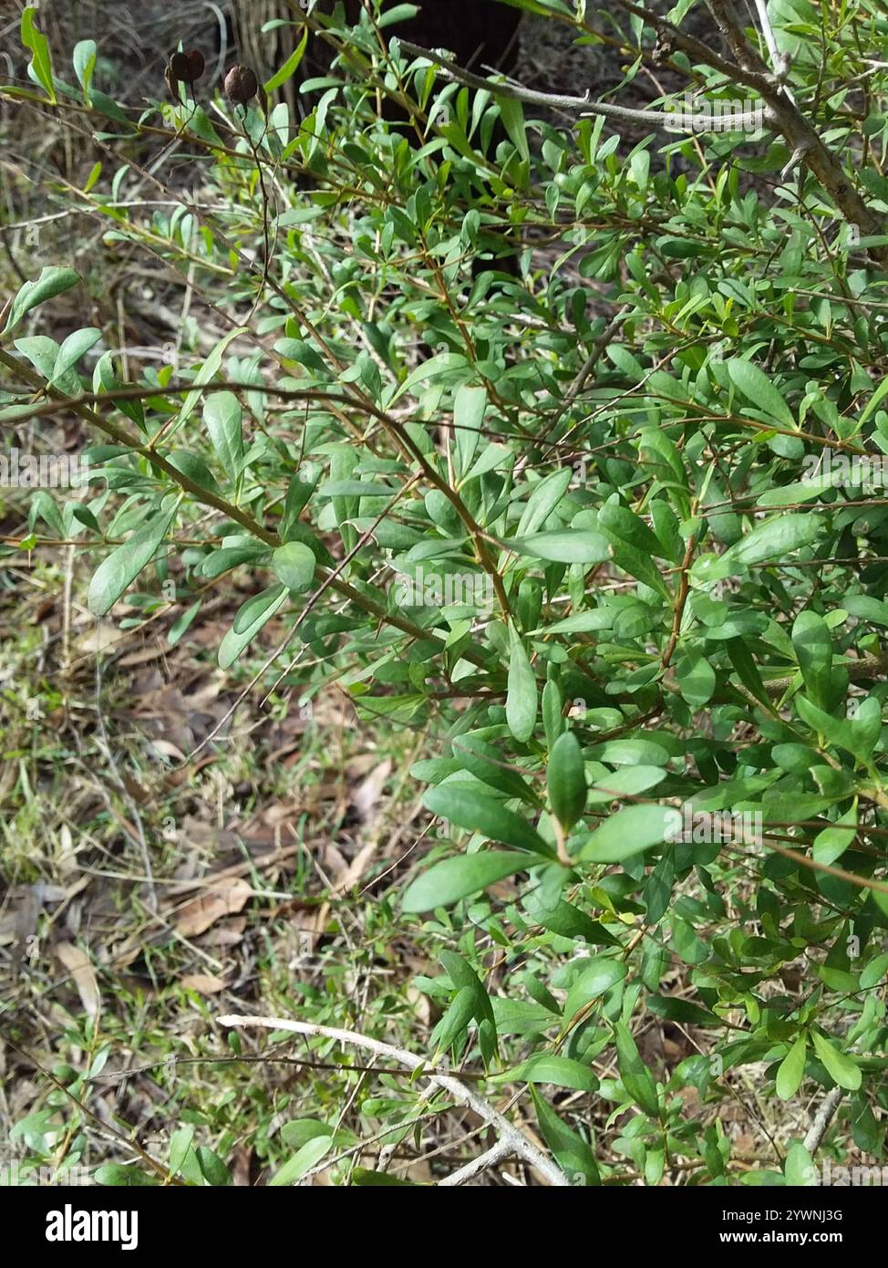 Australian Blackthorn (Bursaria spinosa Stock Photo - Alamy