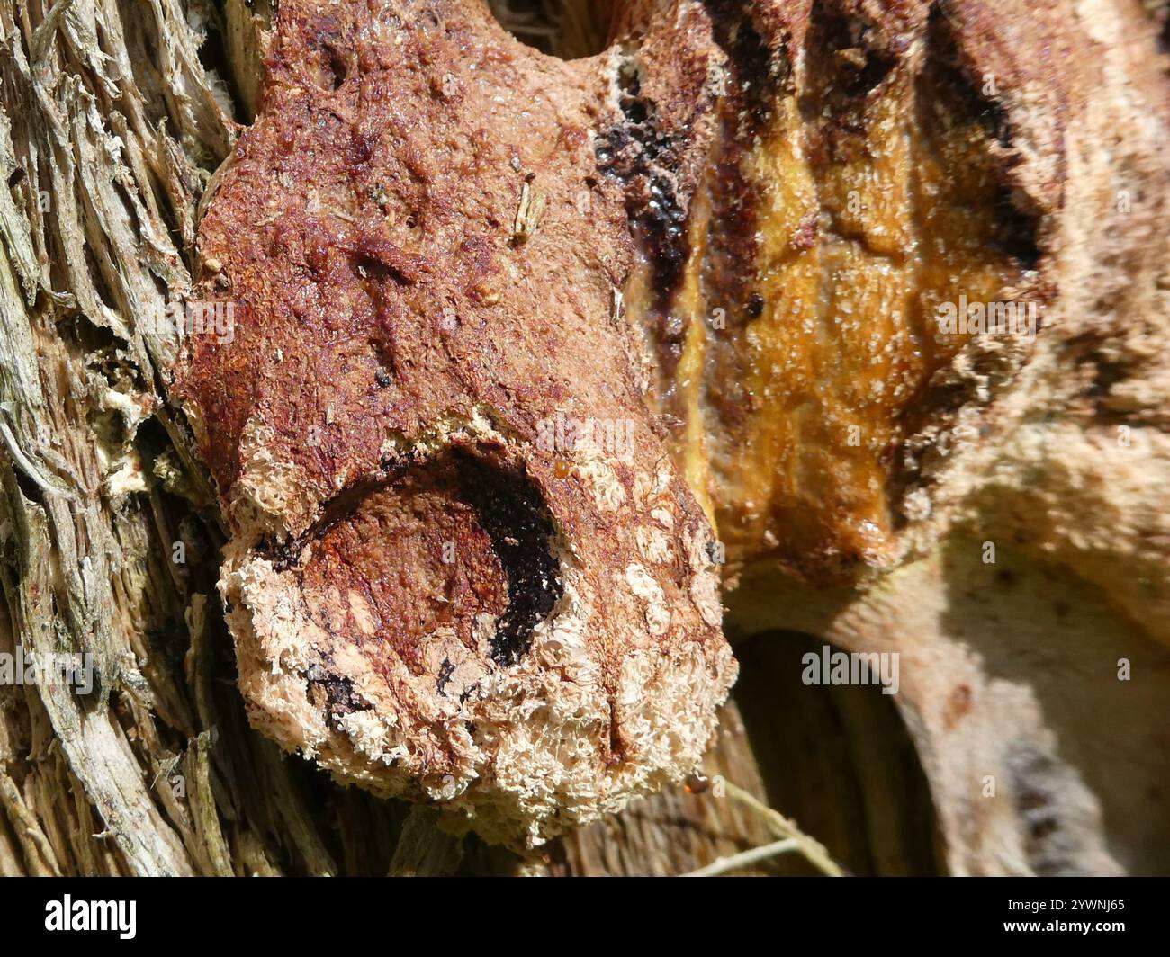 slime molds (Mycetozoa Stock Photo - Alamy