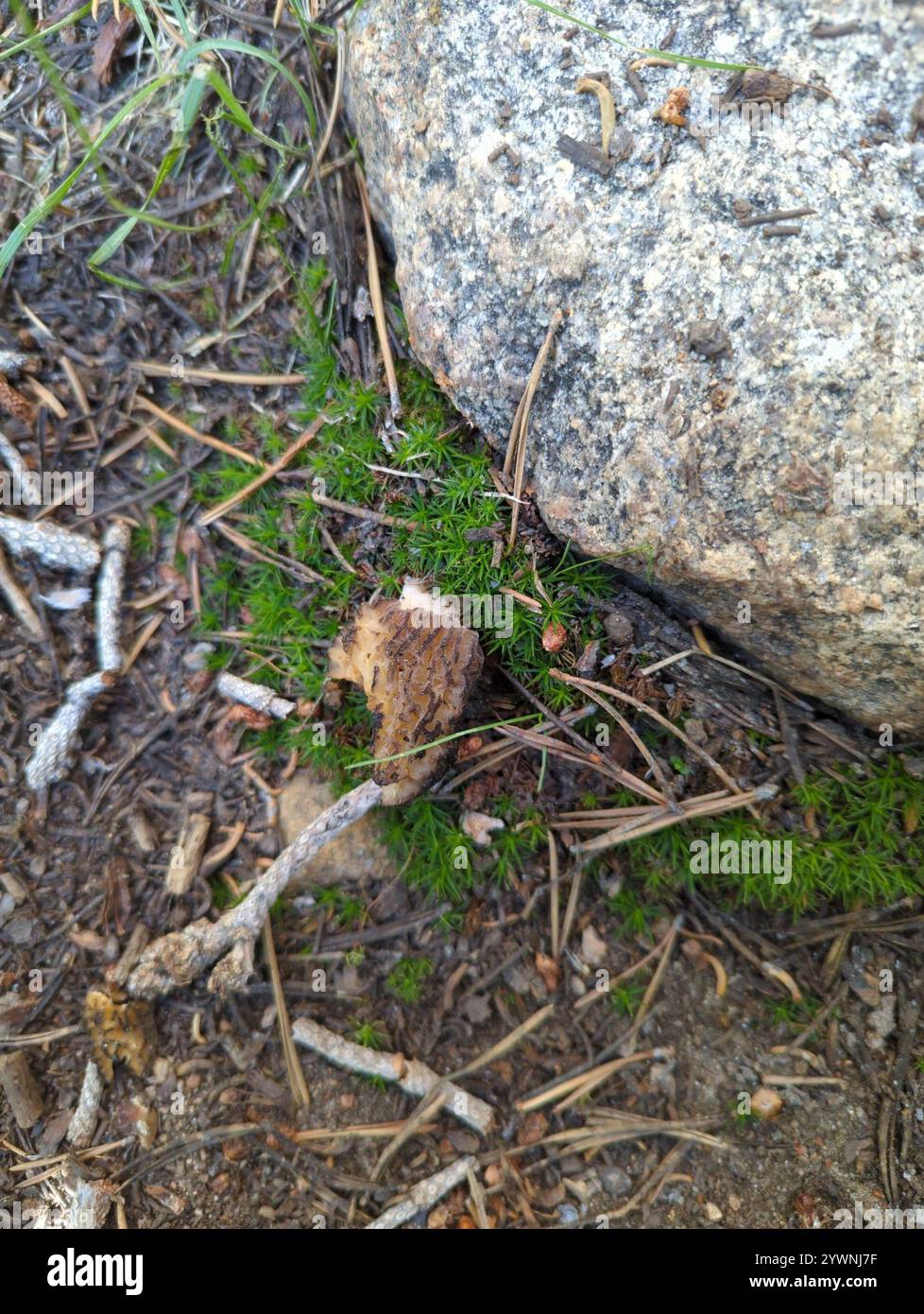 true morels (Morchella Stock Photo - Alamy