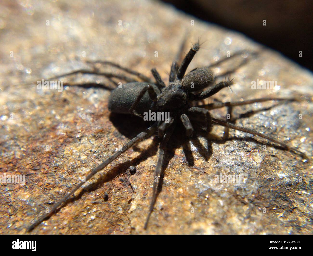 Stone Spider (Pardosa lapidicina Stock Photo - Alamy