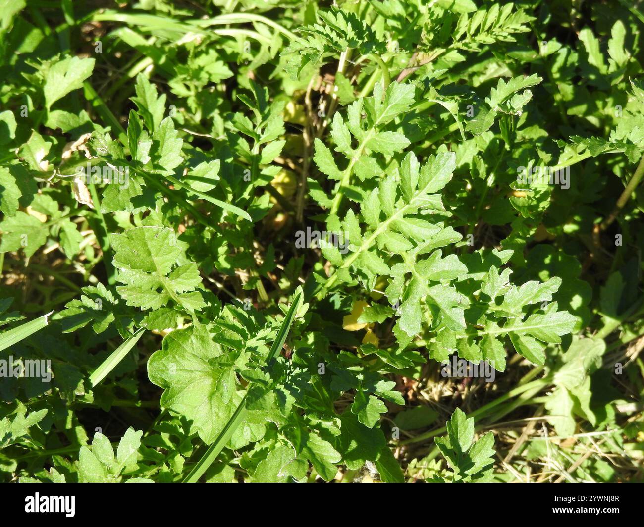 Bog Yellowcress (Rorippa palustris Stock Photo - Alamy