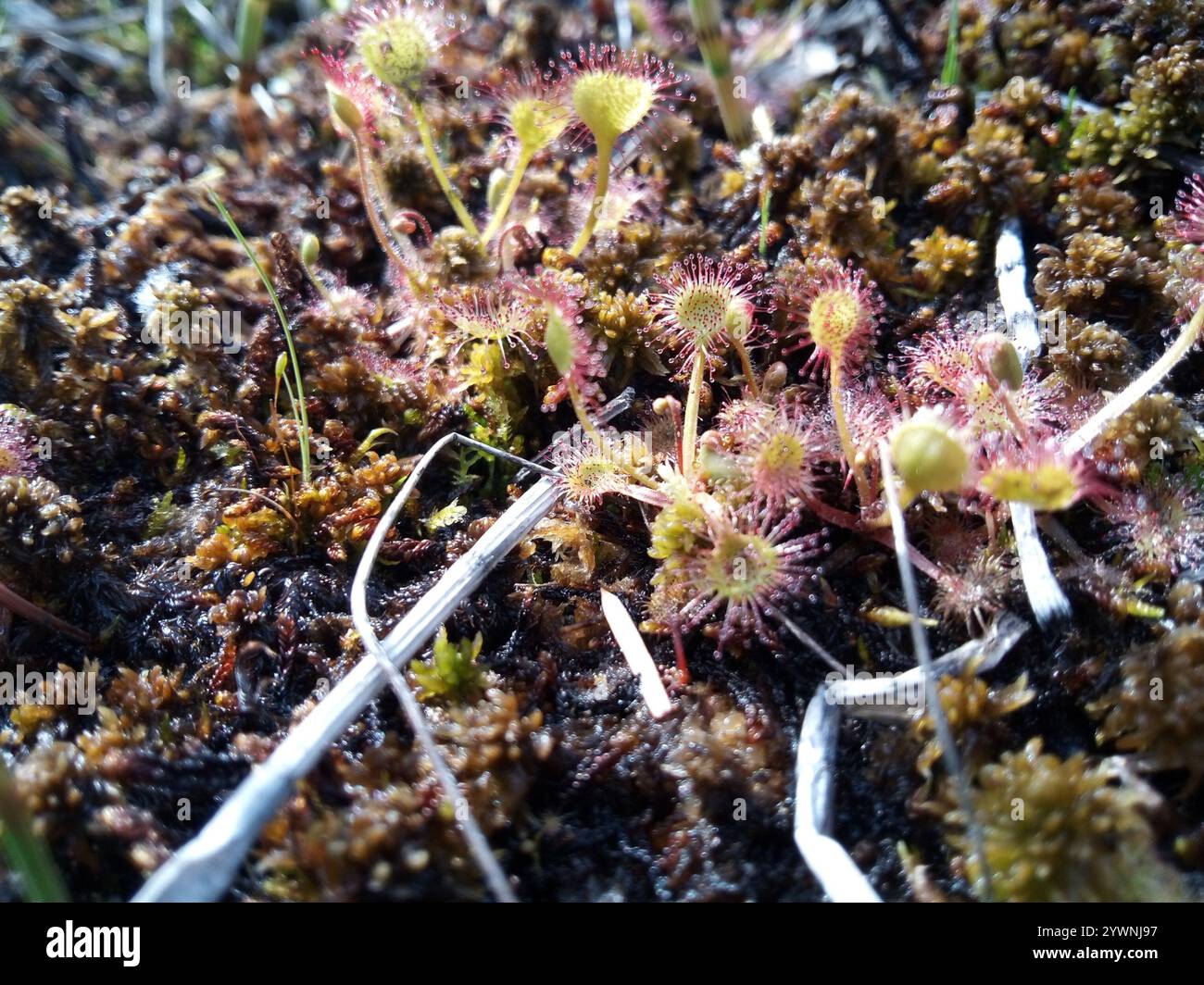 round-leaved sundew (Drosera rotundifolia Stock Photo - Alamy
