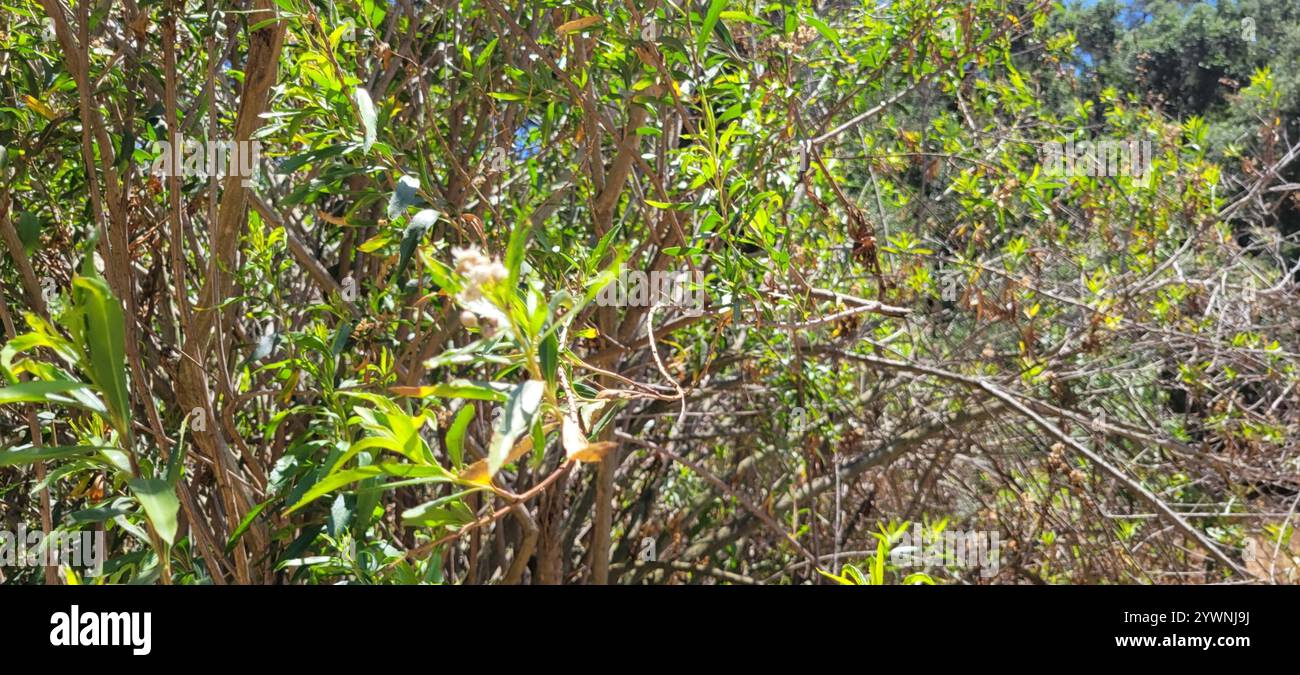 mule fat (Baccharis salicifolia Stock Photo - Alamy