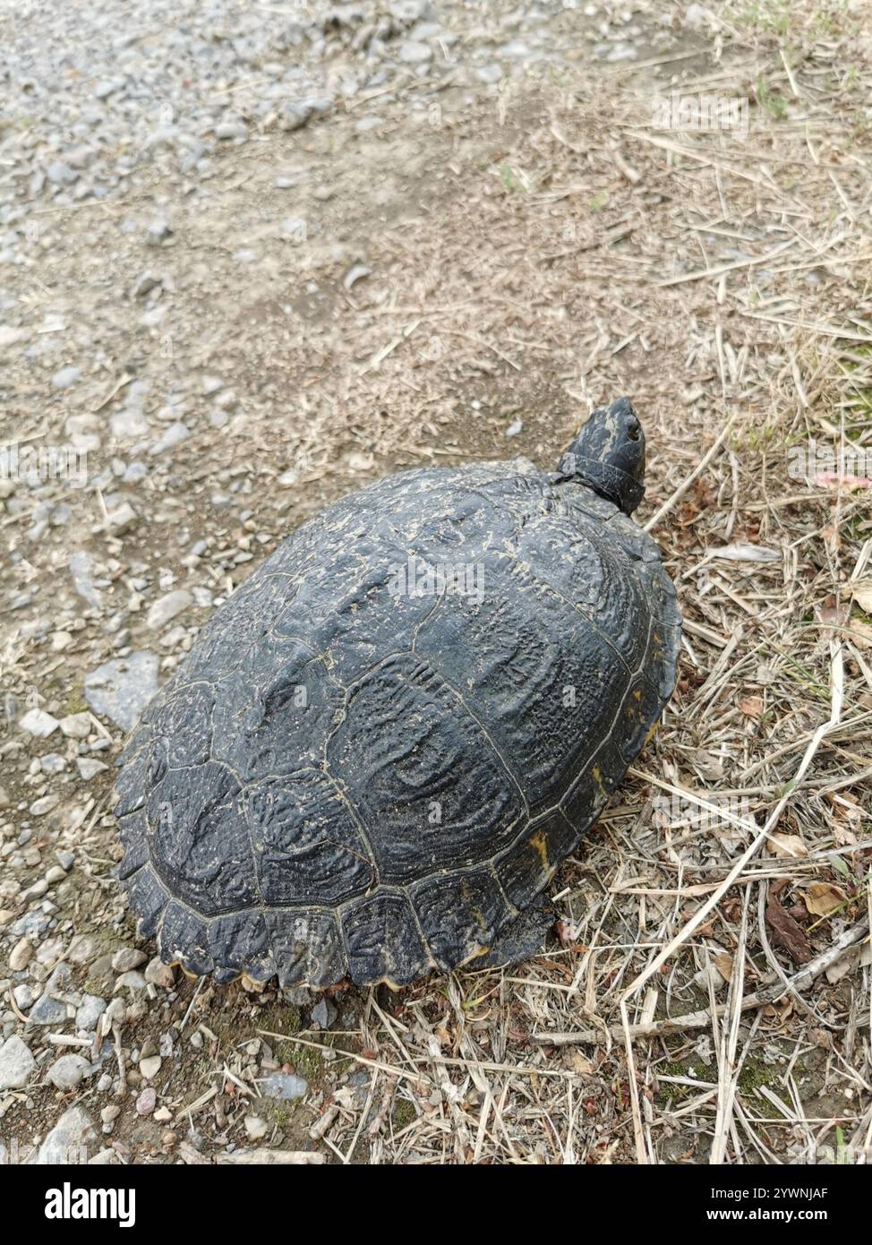 Yellow-bellied Slider (Trachemys scripta scripta Stock Photo - Alamy