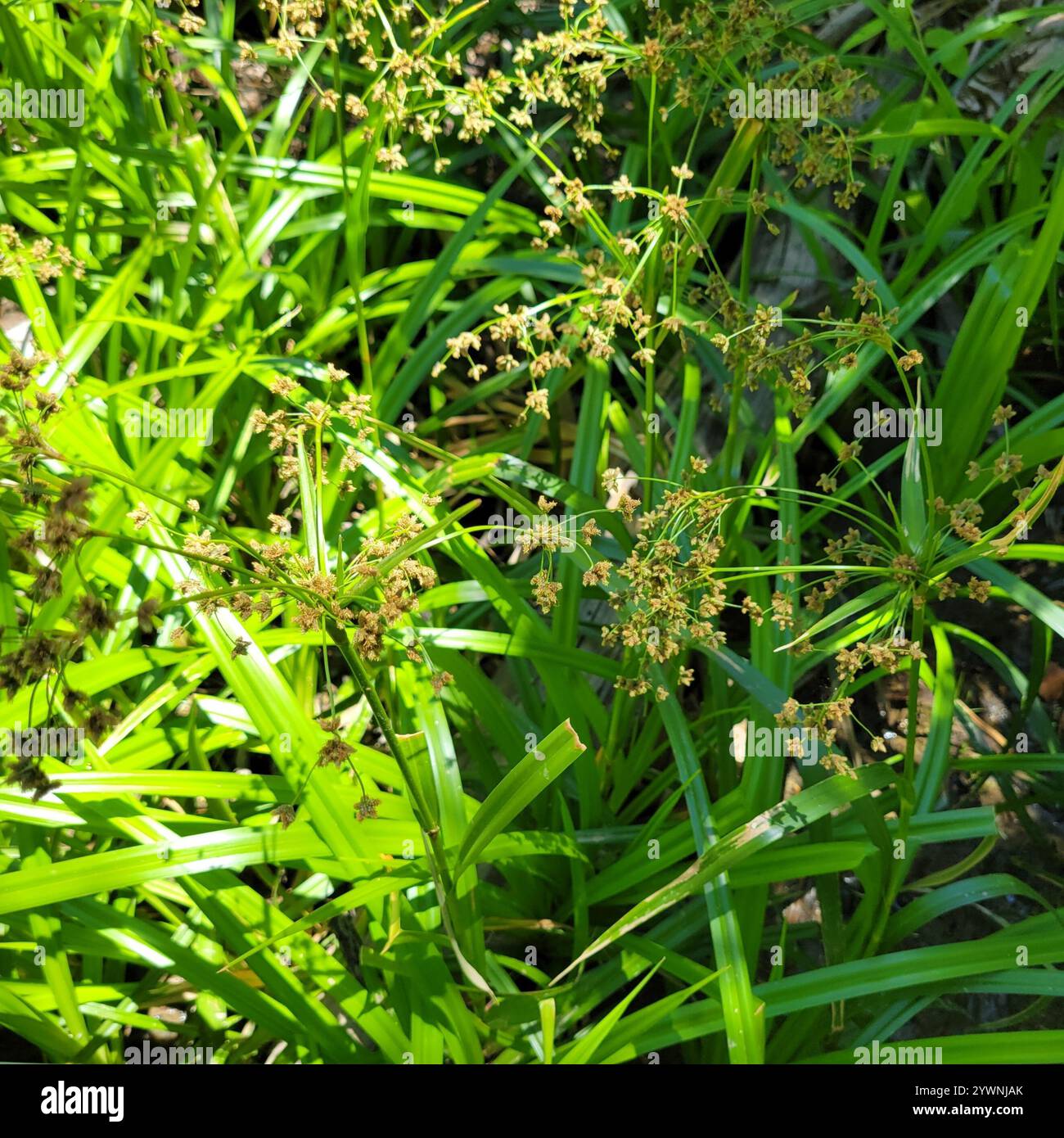 Panicled Bulrush (Scirpus microcarpus Stock Photo - Alamy