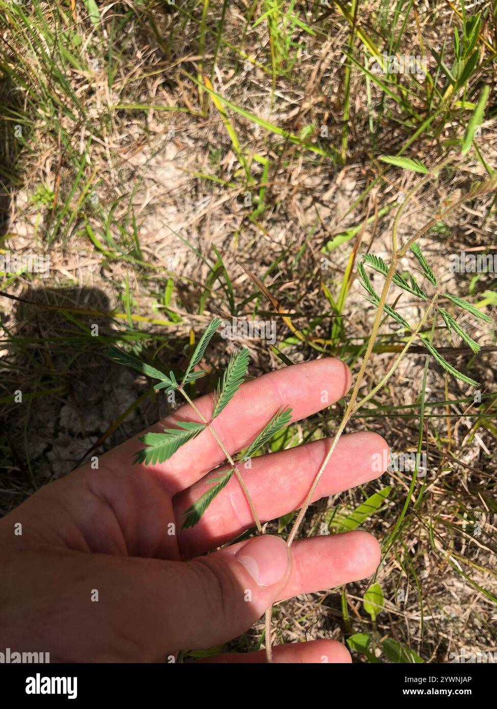Yellow Puff (Neptunia lutea Stock Photo - Alamy