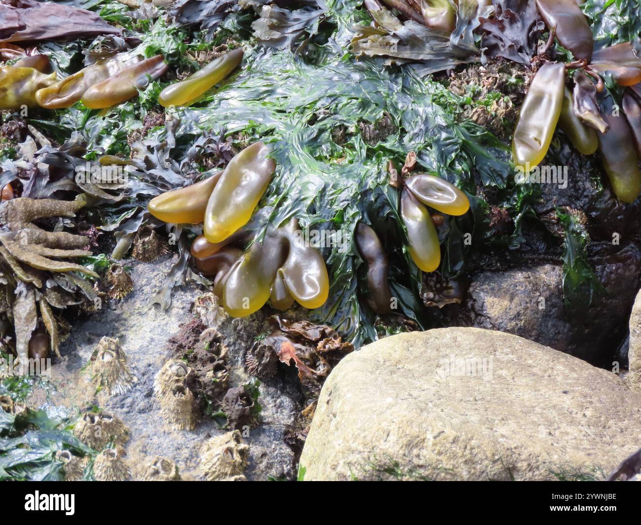 Sea Sacks (Halosaccion glandiforme Stock Photo - Alamy