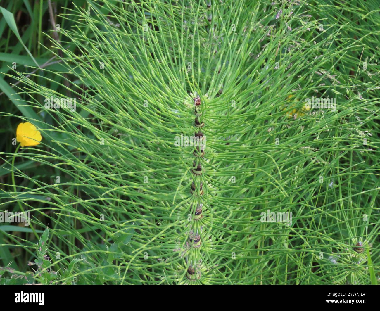 great horsetail (Equisetum telmateia Stock Photo - Alamy
