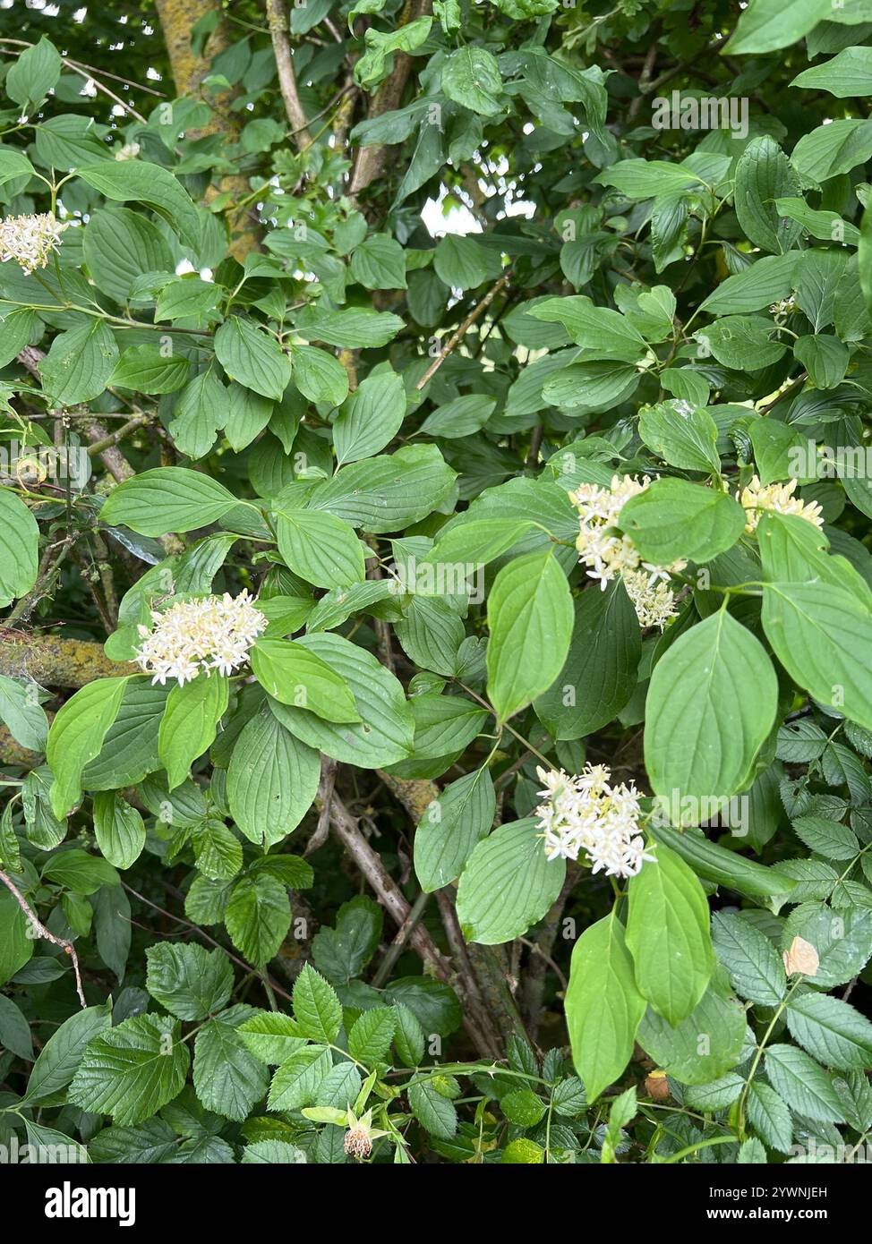 common dogwood (Cornus sanguinea Stock Photo - Alamy