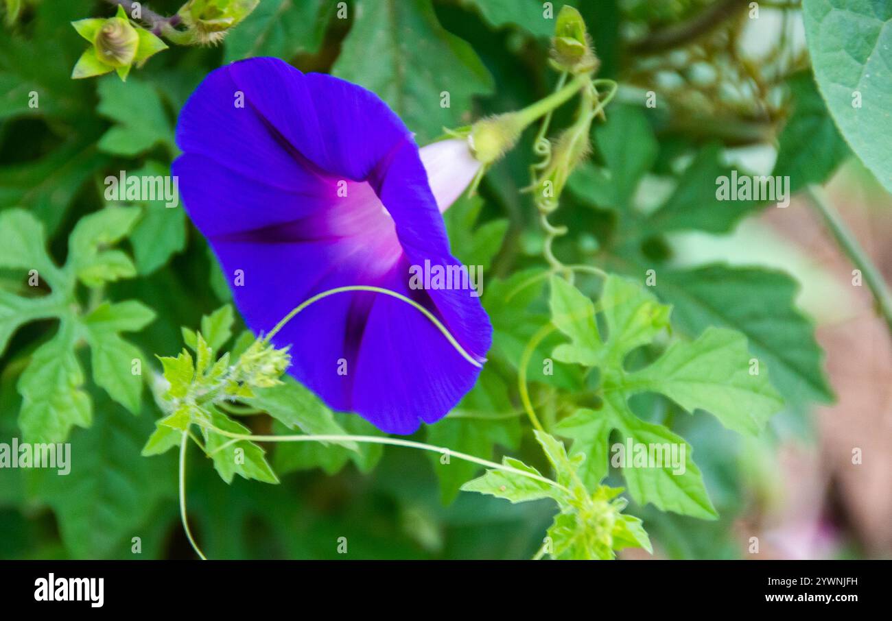 common morning-glory (Ipomoea purpurea Stock Photo - Alamy